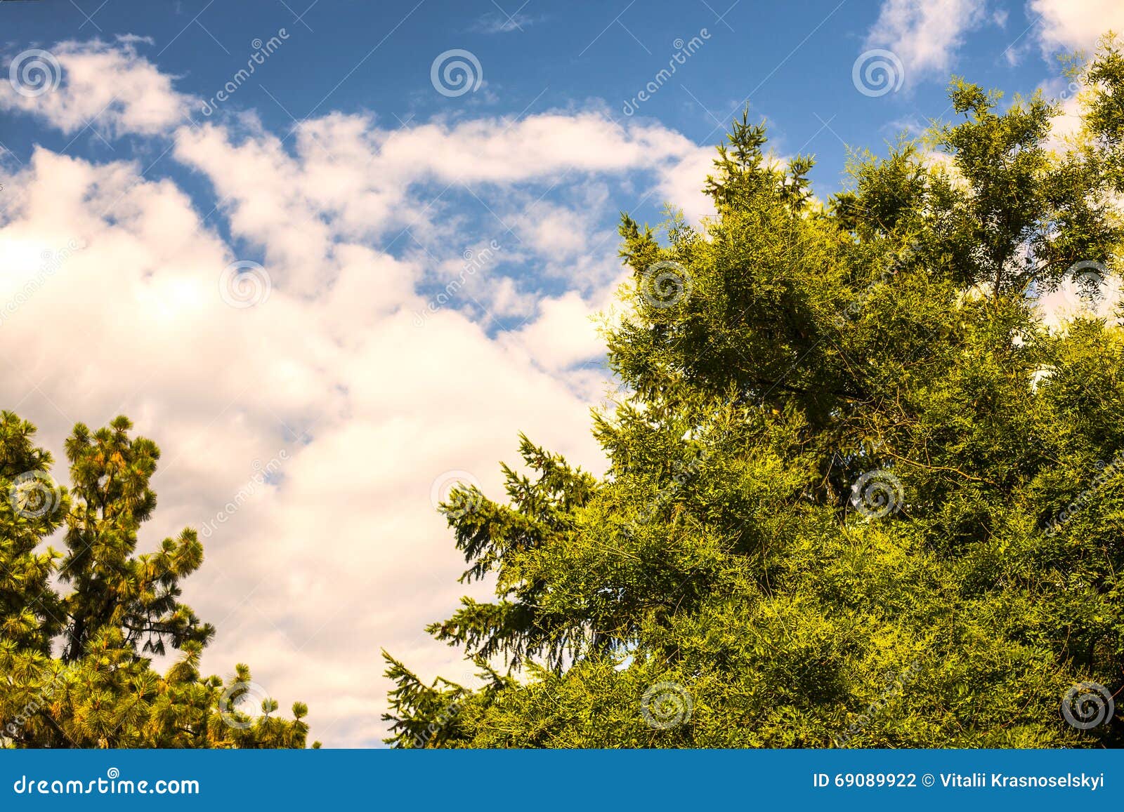 Tree sky beautiful nature stock photo. Image of clouds - 69089922