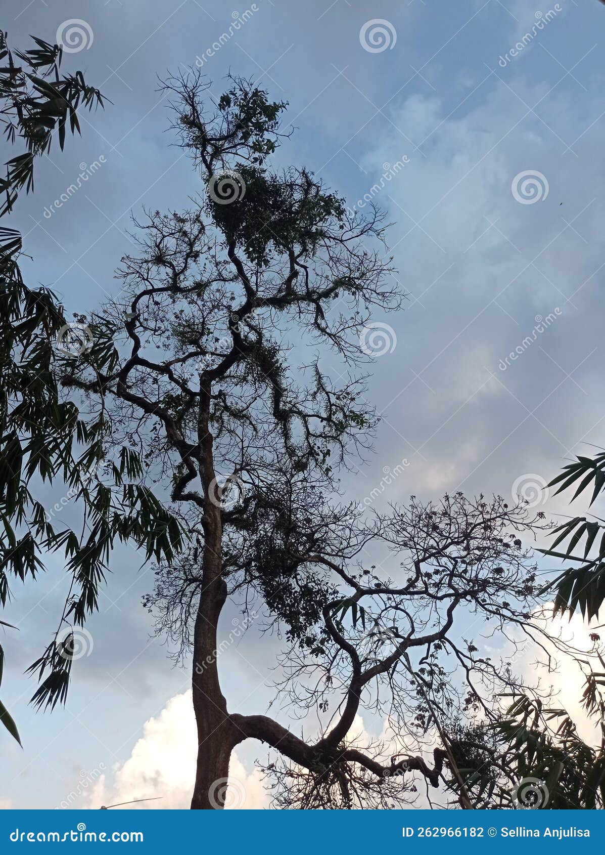 Tree, Sky, Beauty, Landscape, Aesthetic, and Beautiful Stock Photo ...