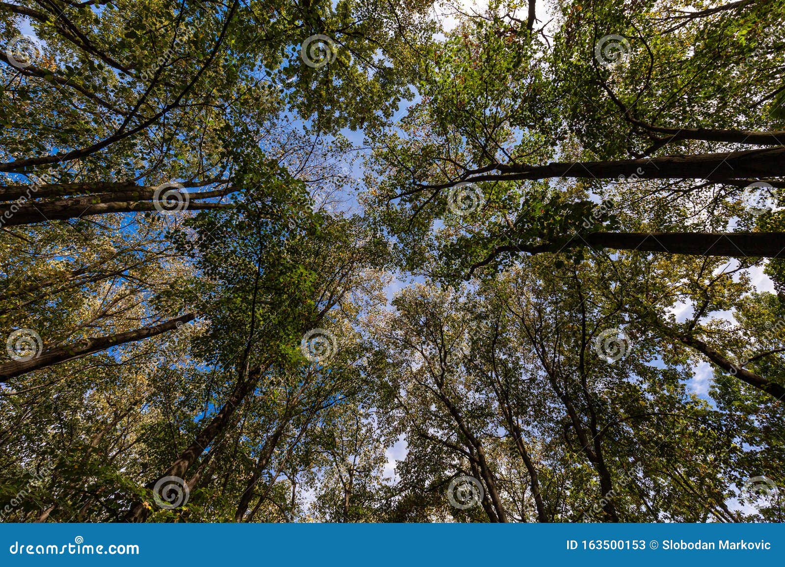 Tree and sky from below stock image. Image of landscape - 163500153