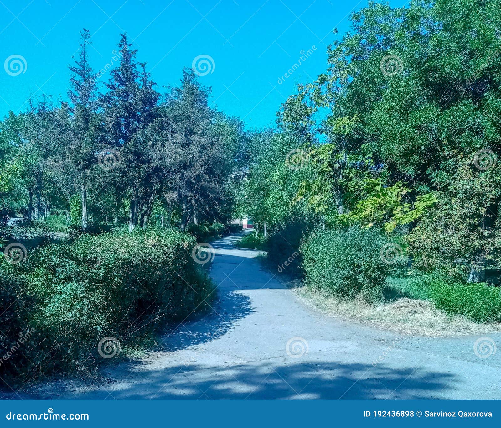 Tree, Sky, Blue, Tree Area, Nature, Way Stock Photo - Image of forest ...