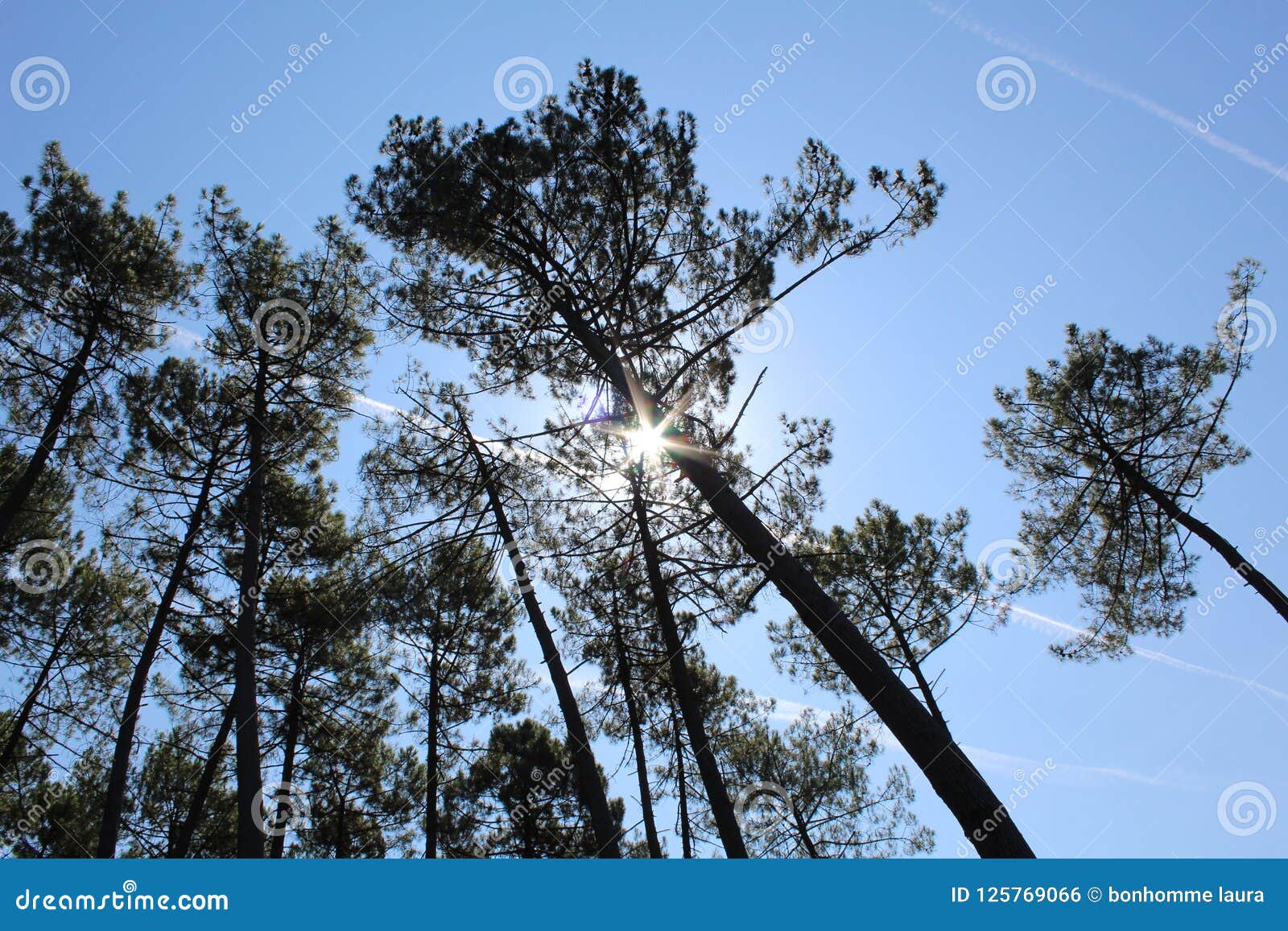 Tree sky blue stock photo. Image of tree, blue, view - 125769066