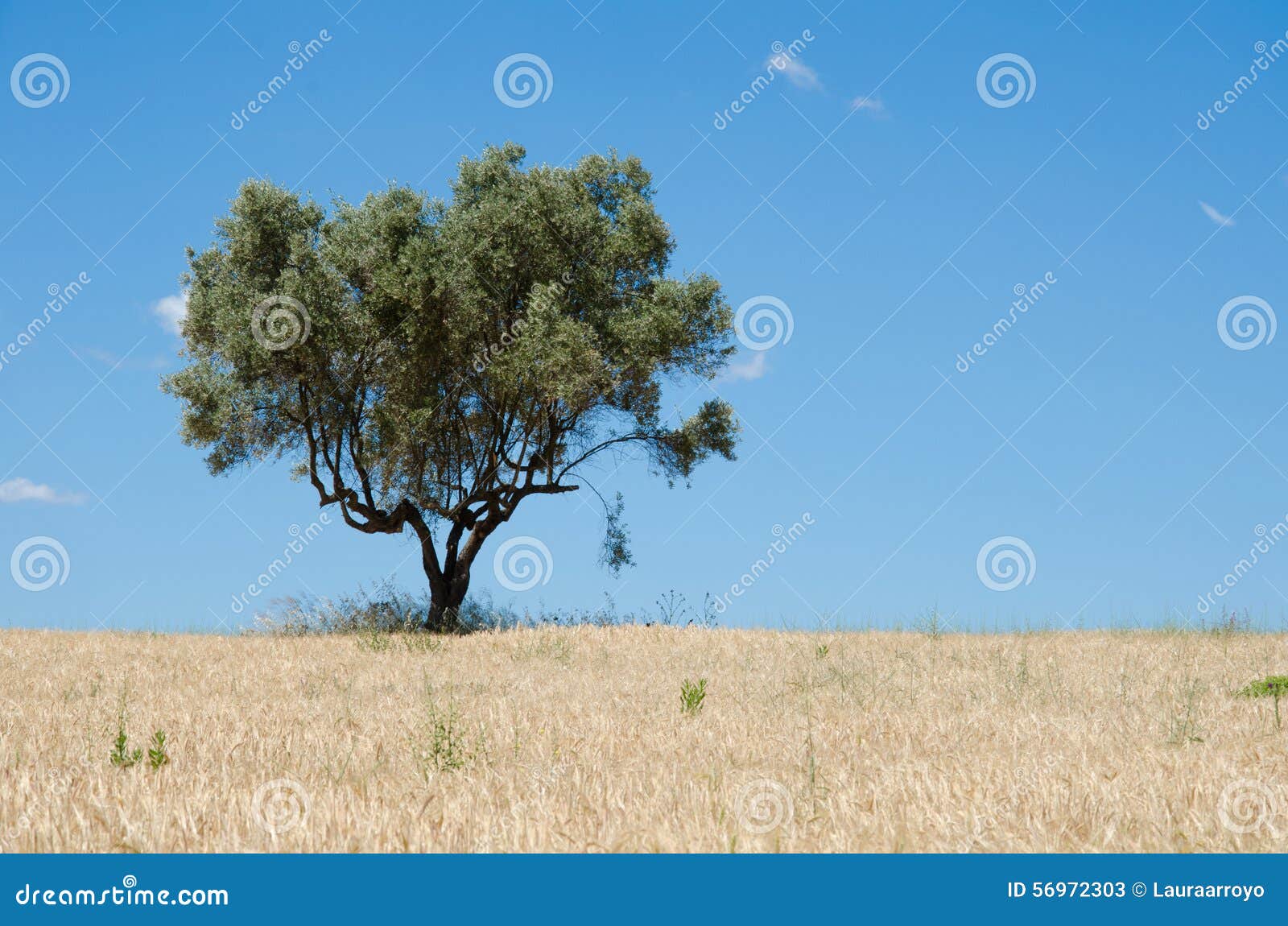 Tree and sky stock image. Image of landscape, cloud, catalonian - 56972303