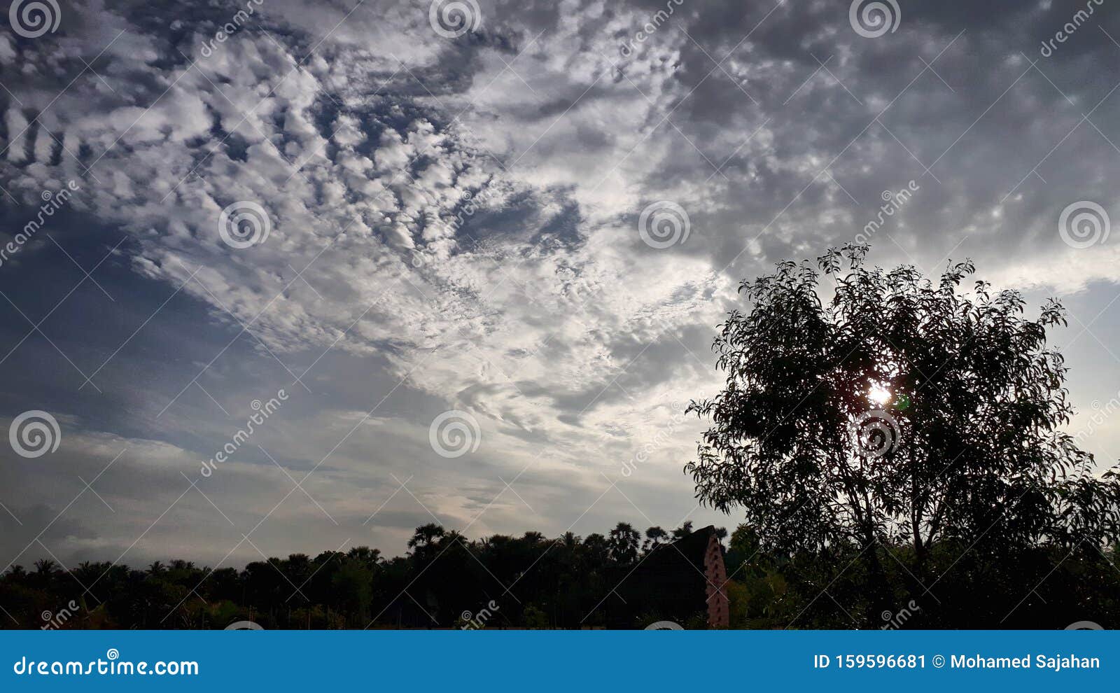Tree, Sky, Cloud, Morning, Sun Stock Image - Image of cloud, tree ...