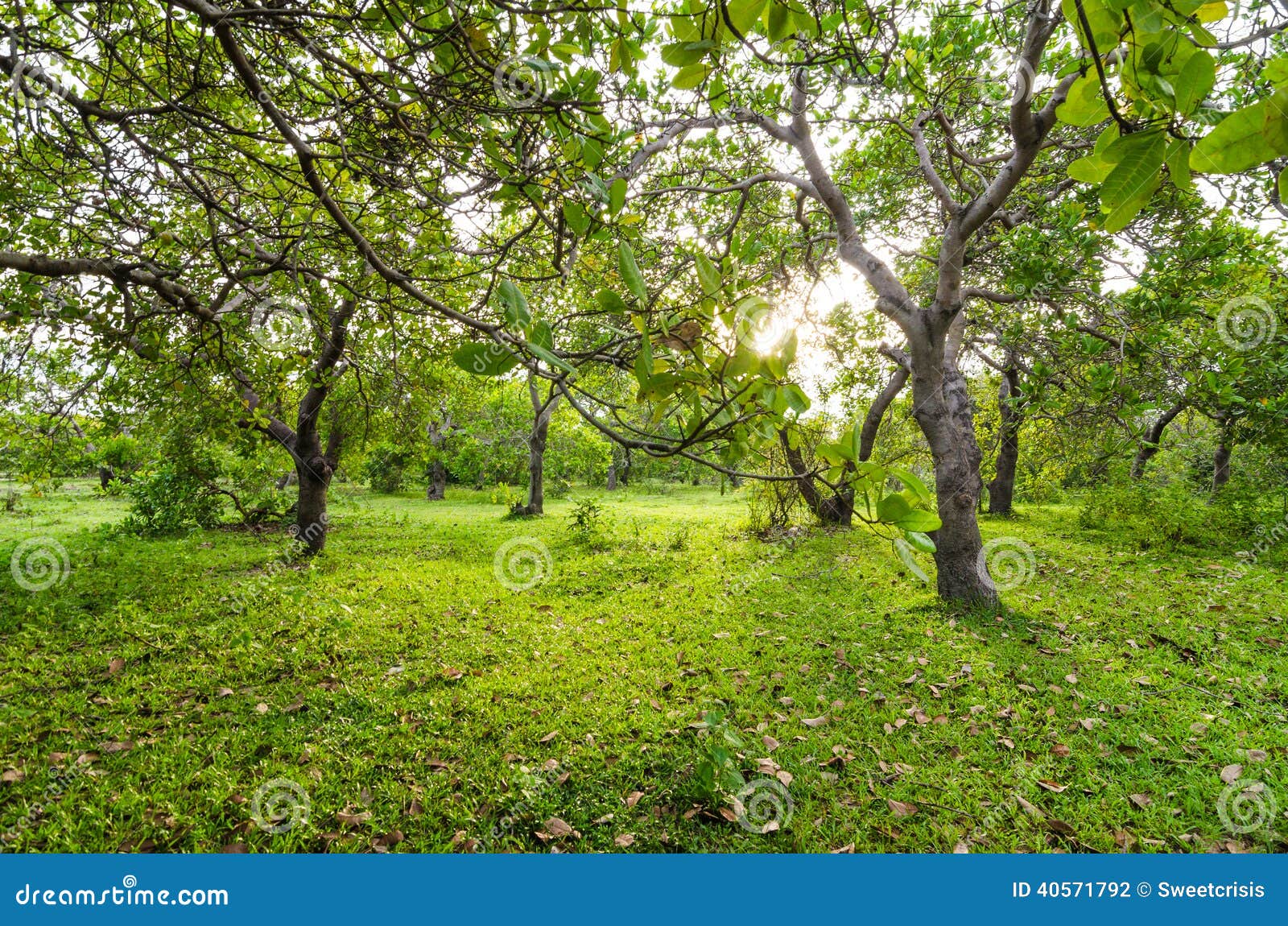 Tree and Sky in Countryside Stock Photo - Image of rural, ecology: 40571792