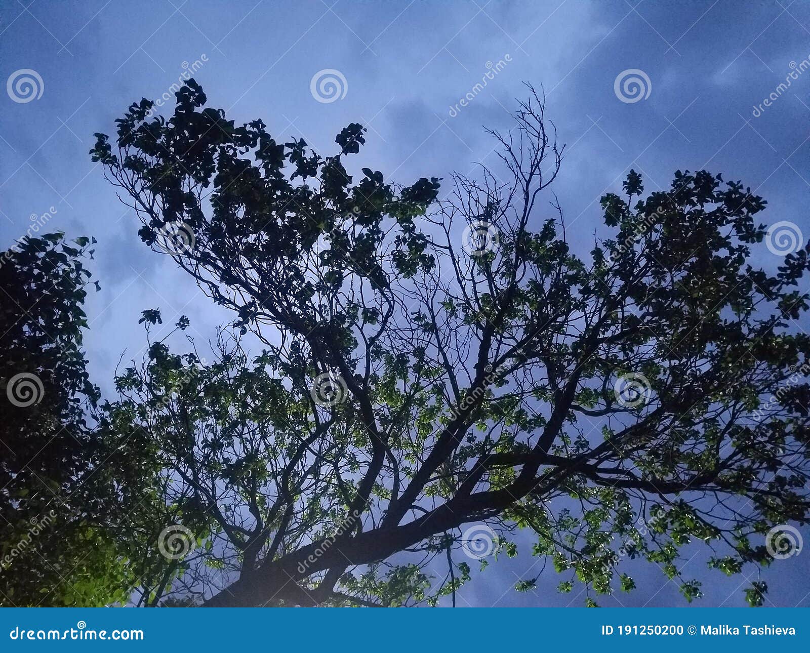 Tree, Sky, Effect, Blue, Love Moon, Environment Stock Photo - Image of ...