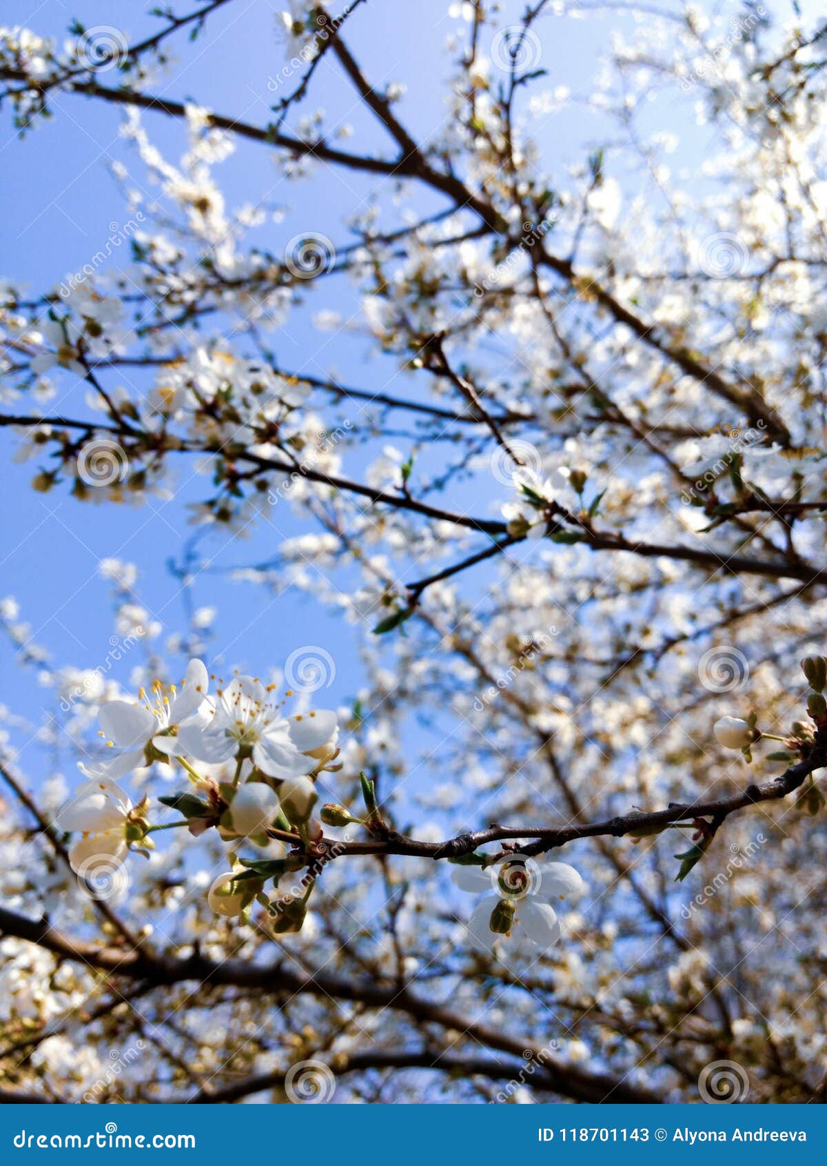 Tree and sky stock image. Image of nature, flowers, spring - 118701143