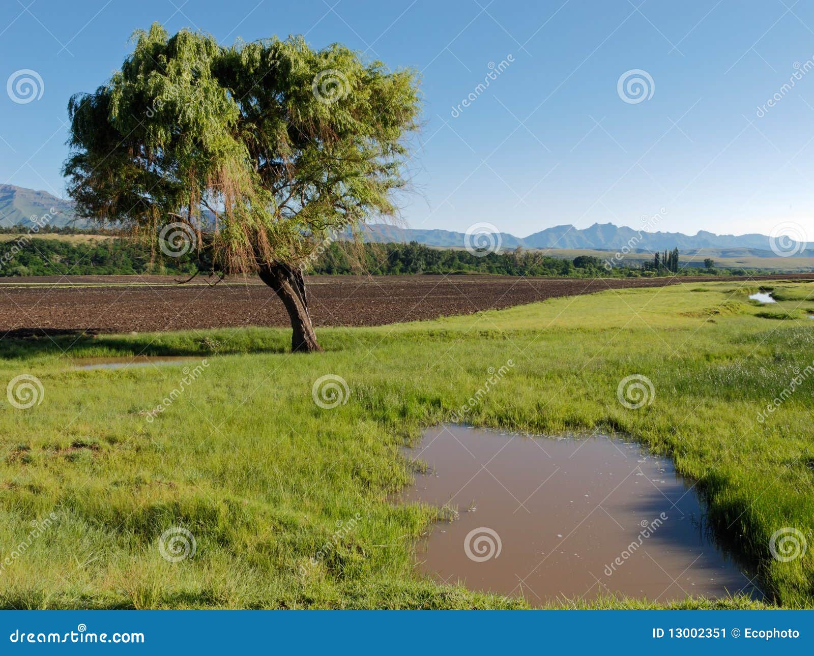 Tree, Sky and Green Pasture Stock Image - Image of idyllic, countryside ...