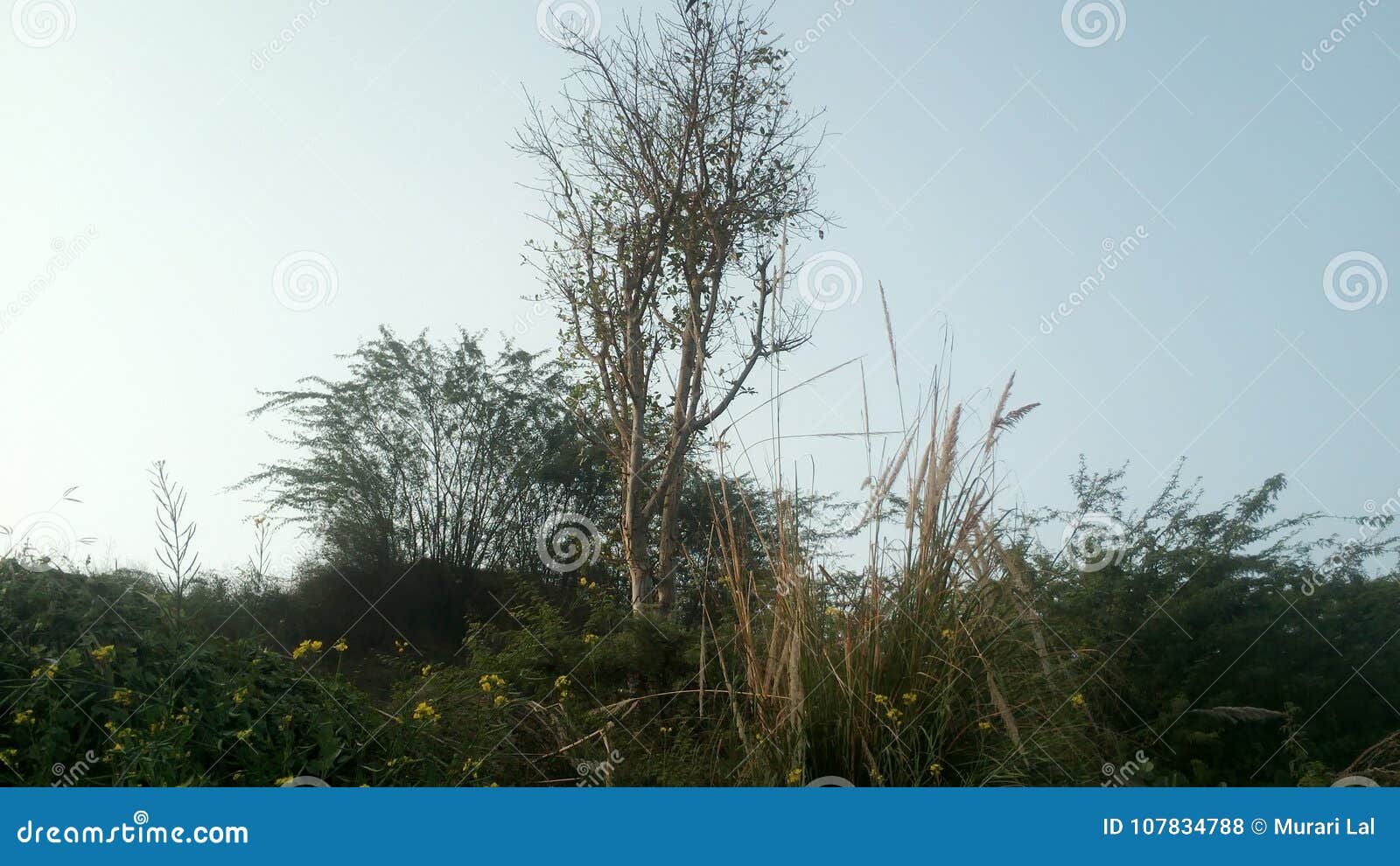 Tree sky stock photo. Image of tree, clutter, nature - 107834788