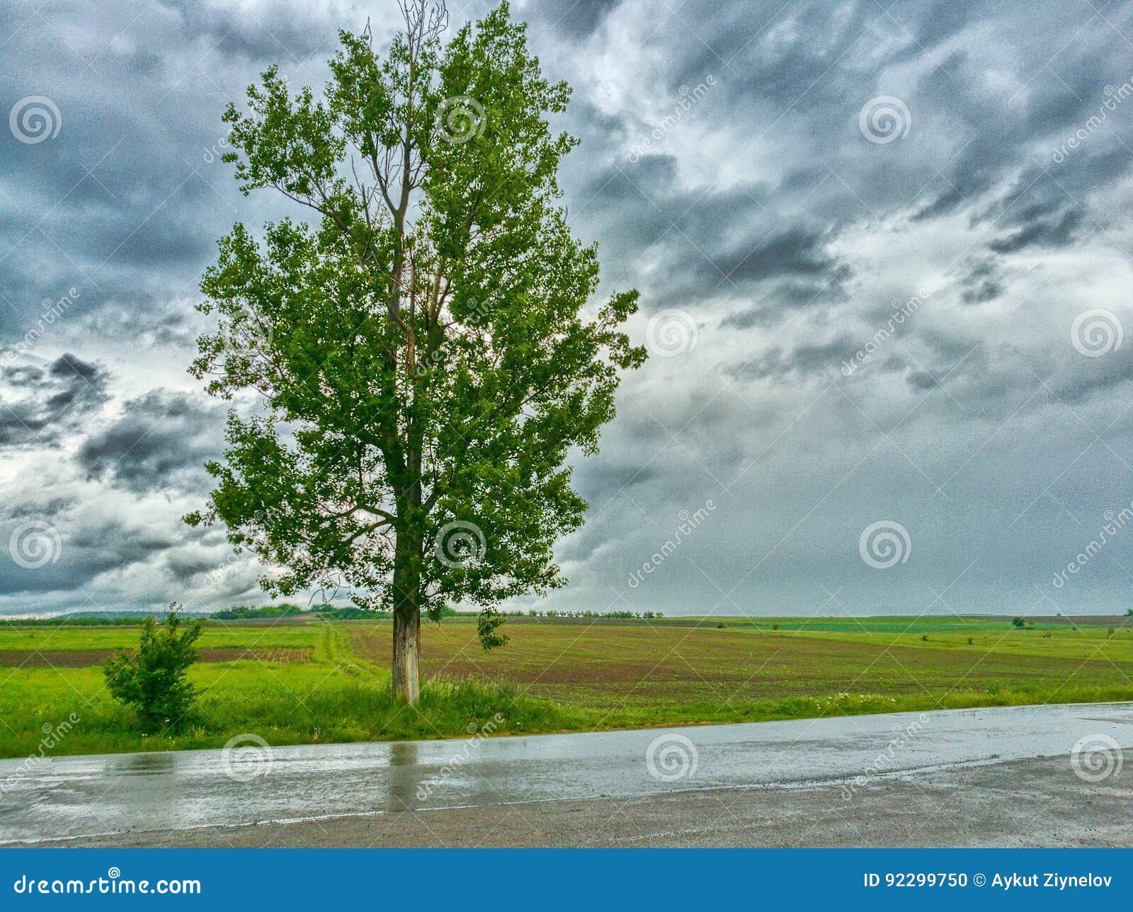 Tree and sky editorial image. Image of contrast, tree - 92299750
