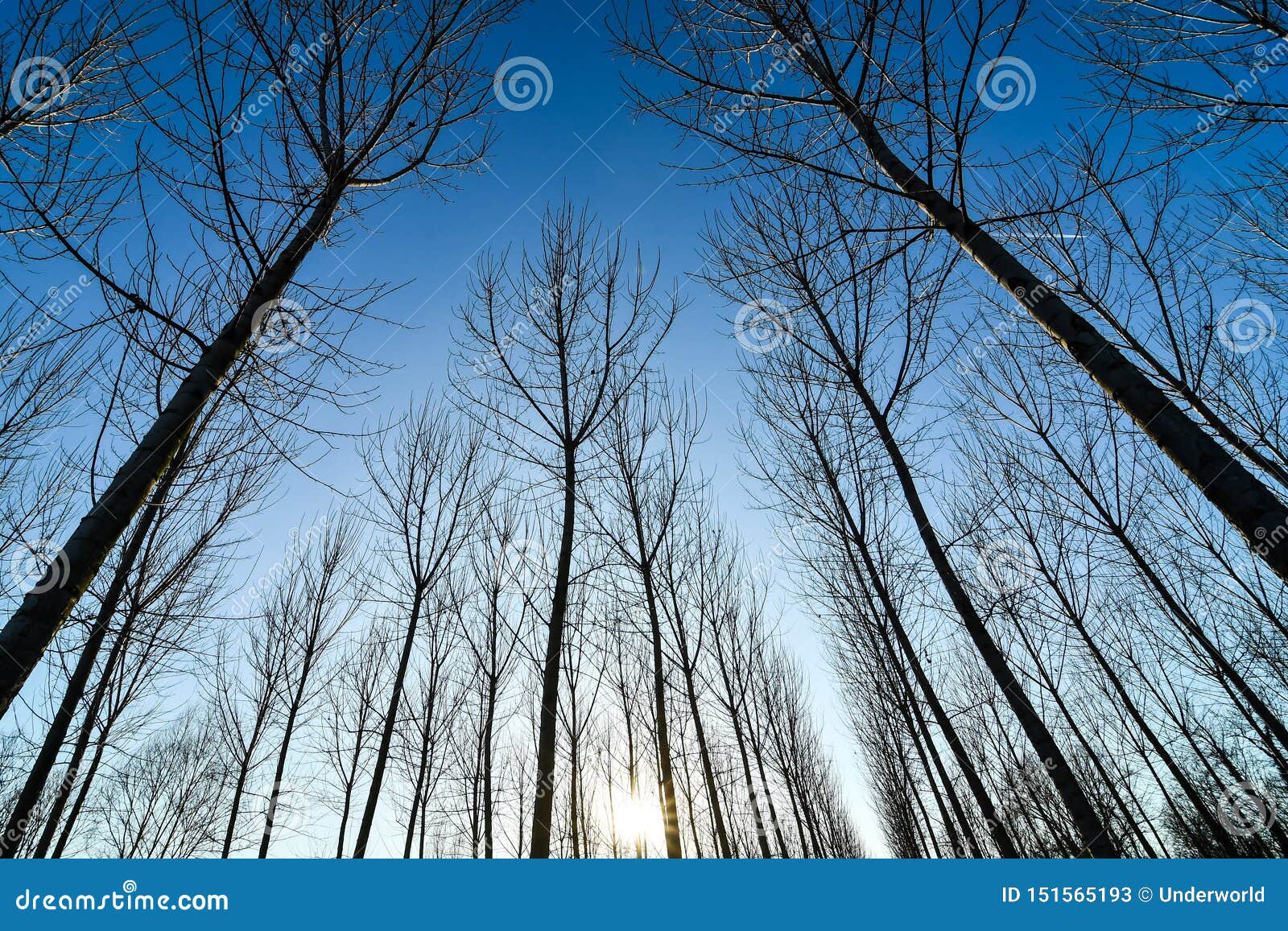 Tree in the Sky, Photo As a Background Stock Image - Image of light ...