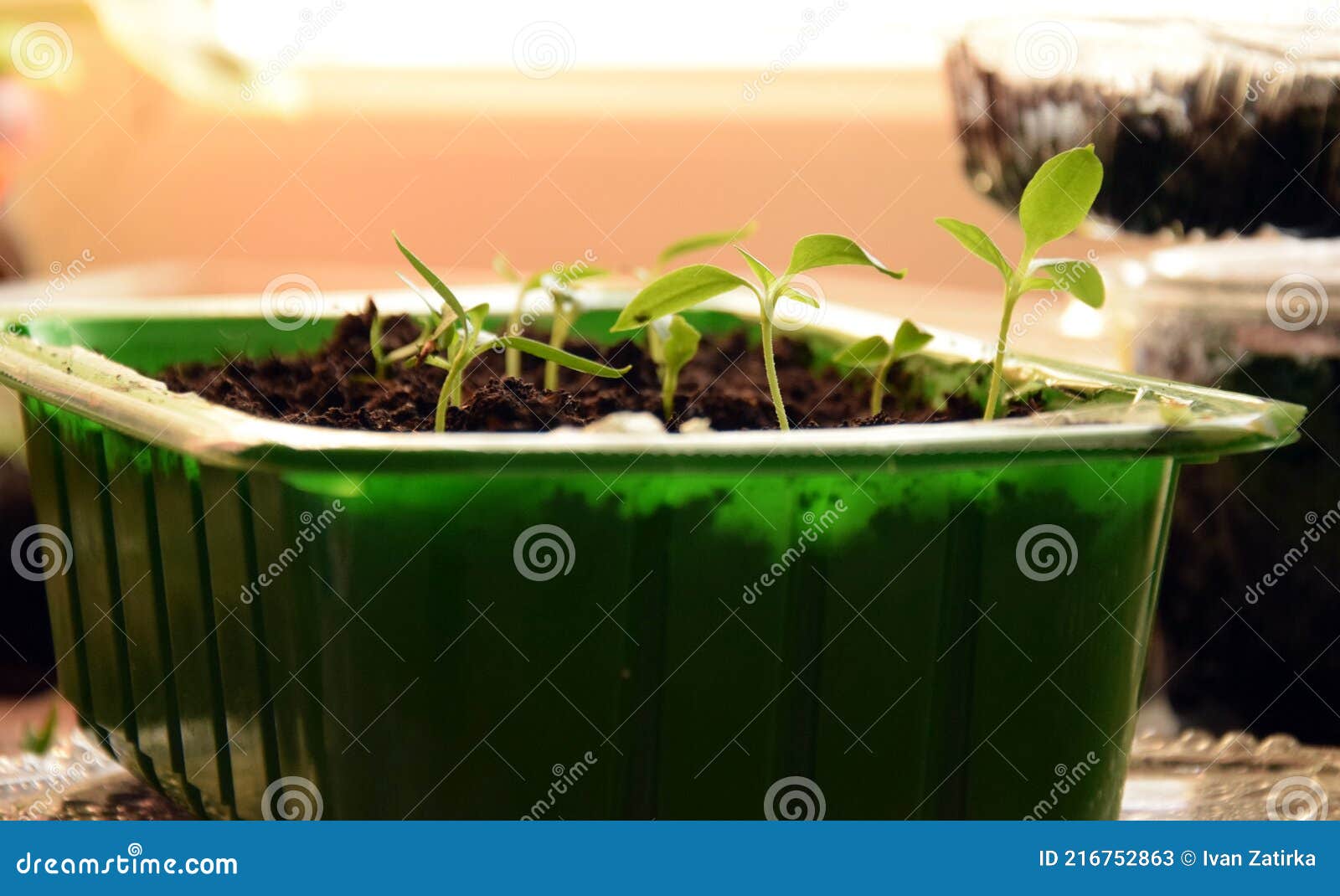 Seedlings Grow in a Green Container Stock Image - Image of green, grow ...