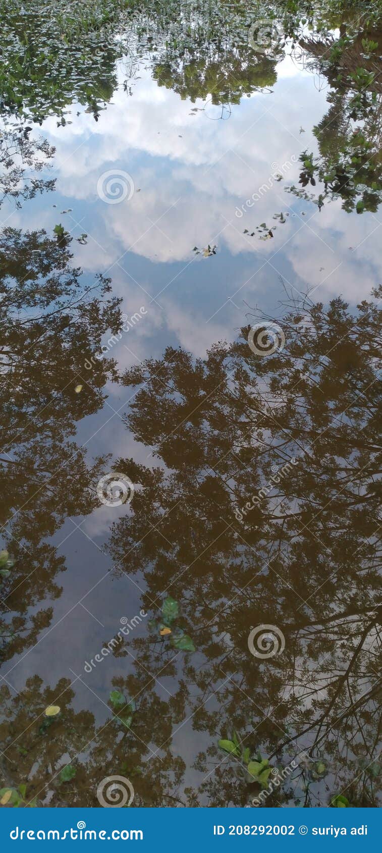 Tree and the Sky in Pure Water of Nature Stock Photo - Image of nature ...