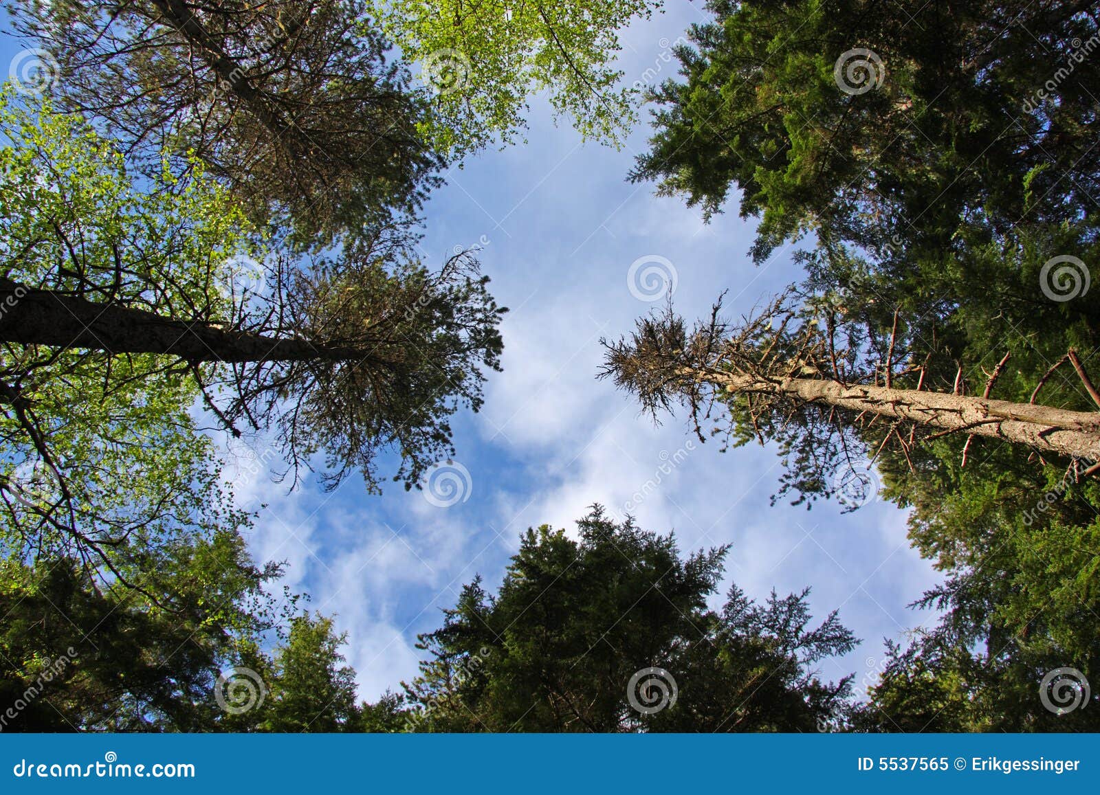 Tree sky shot stock image. Image of green, surrounded - 5537565