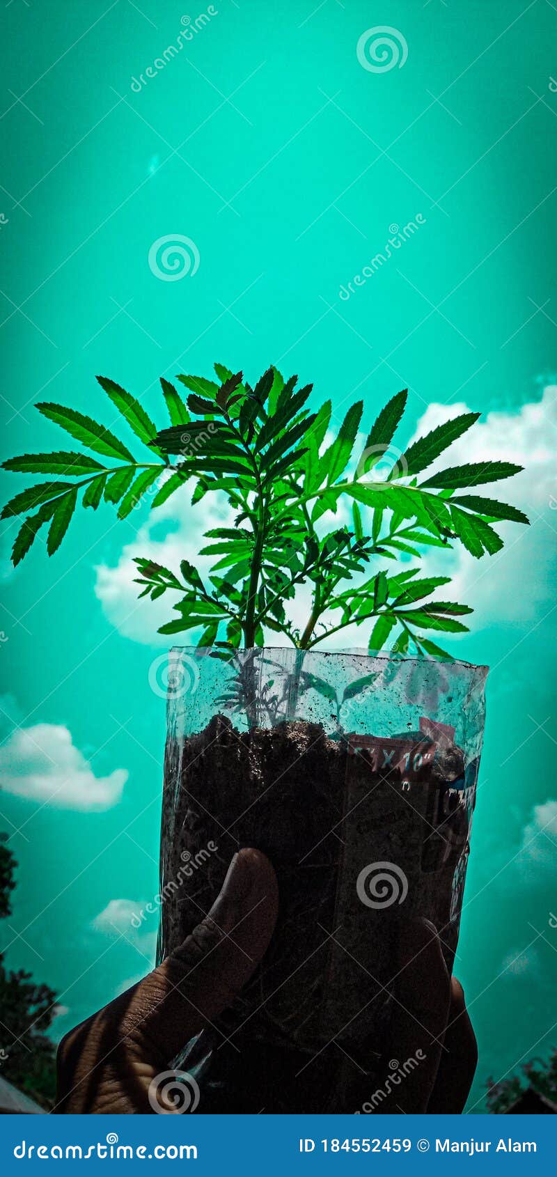 Tree in the Sky Stop Global Warming Stock Image - Image of tree ...