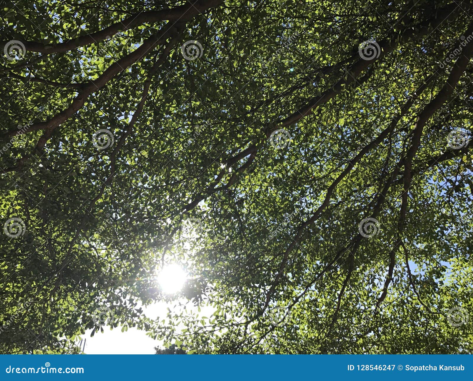 Tree sky stock image. Image of view, tree, schools - 128546247
