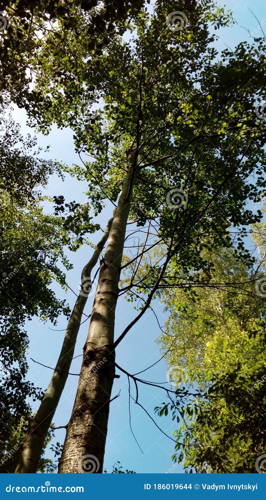 Tree in the sky. stock photo. Image of green, forest - 186019644