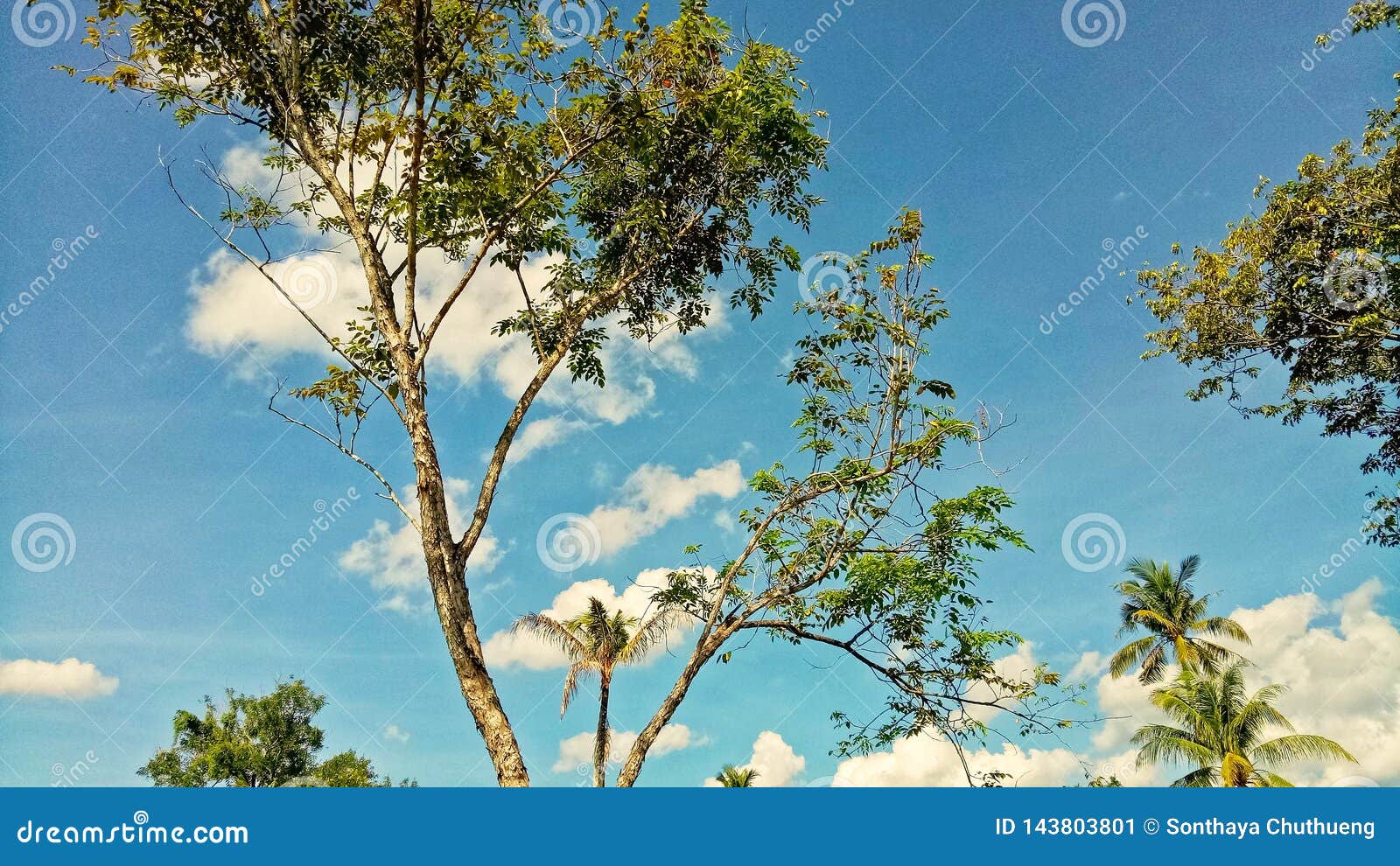 Tree and sky. stock image. Image of outdoor, flower - 143803801