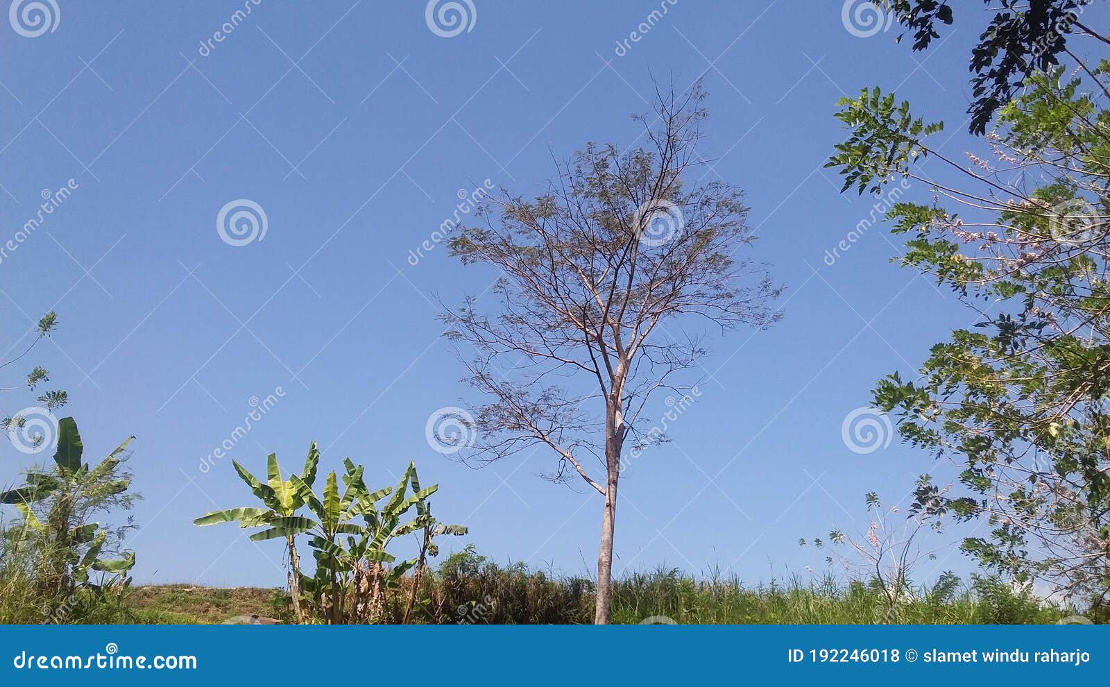 Tree and sky view beatiful stock photo. Image of plain - 192246018