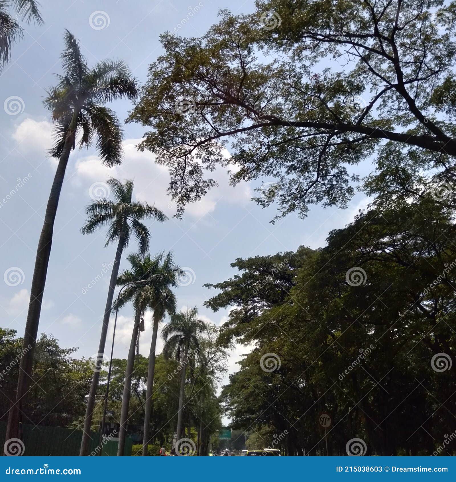 Tree and Sky View in the City Stock Image - Image of city, flower ...