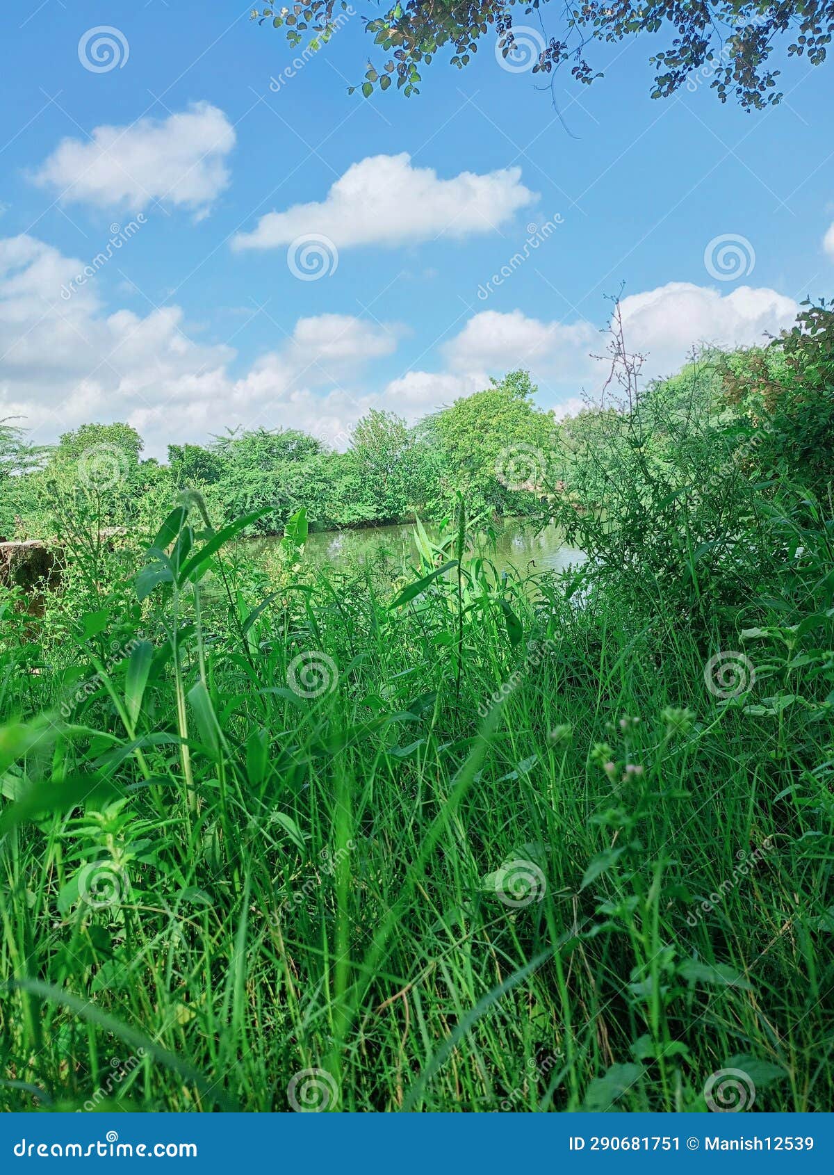 Tree Sky wallpaper stock image. Image of treesky, green - 290681751