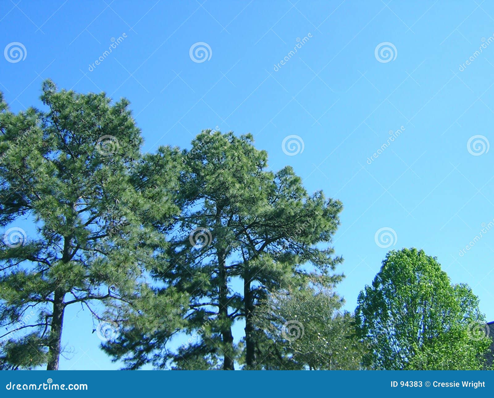 Tree skyline stock image. Image of green, leaves, blue, forest - 94383