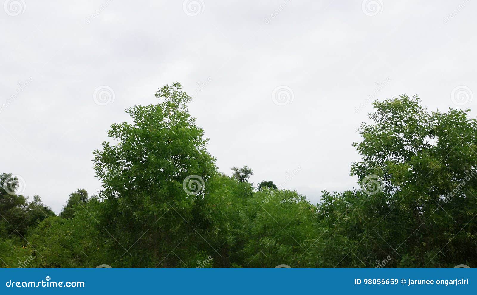Tree skyline stock image. Image of tree, nature, skyline - 98056659