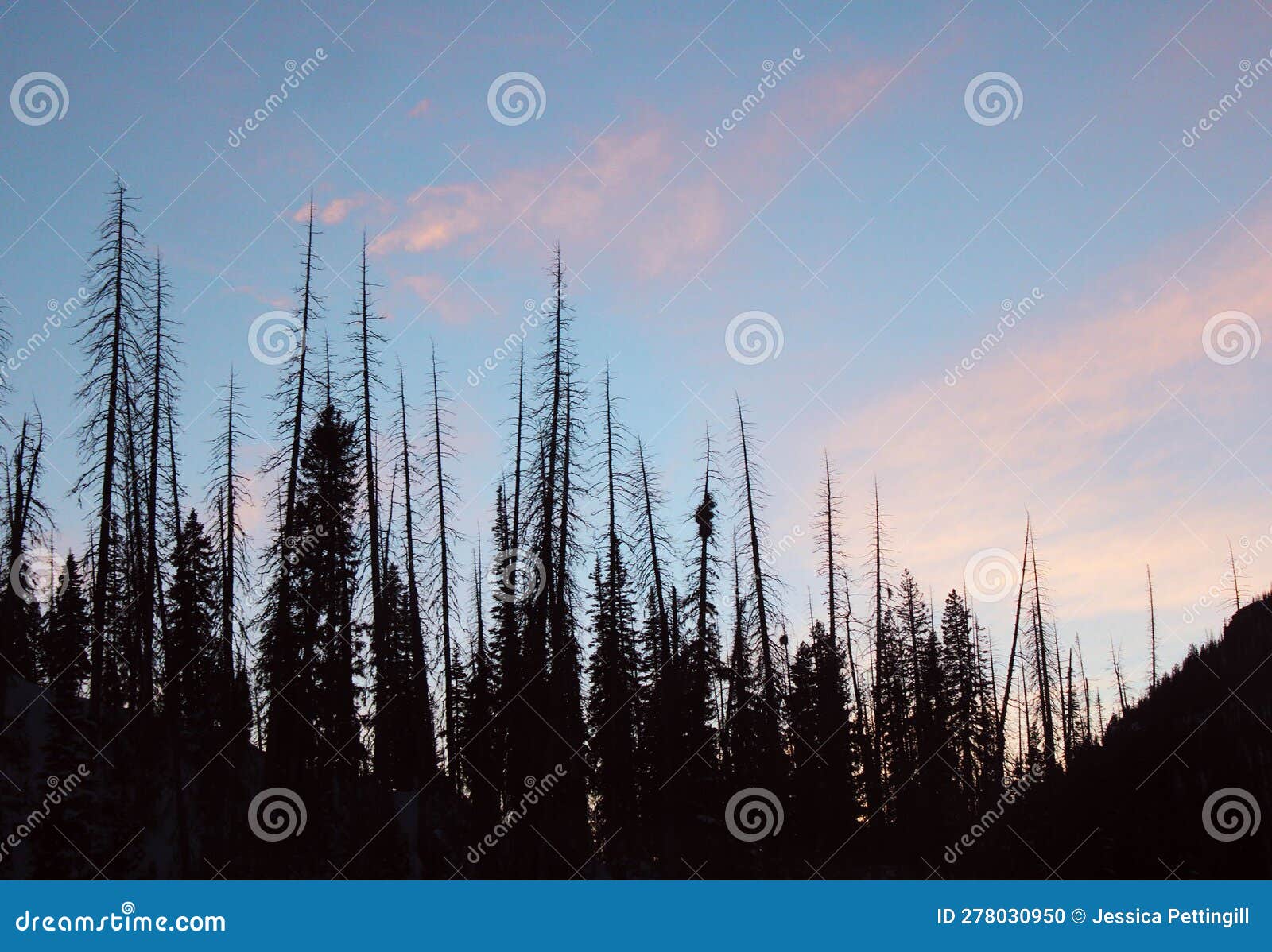 Tree Skyline Sunset stock photo. Image of person, grassland - 278030950