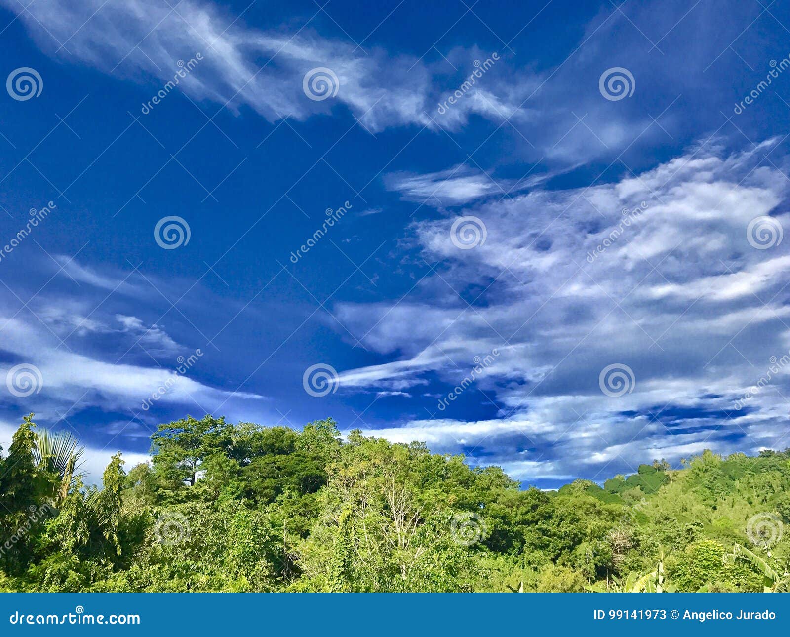 Tree skyline stock image. Image of trees, forest, tree - 99141973