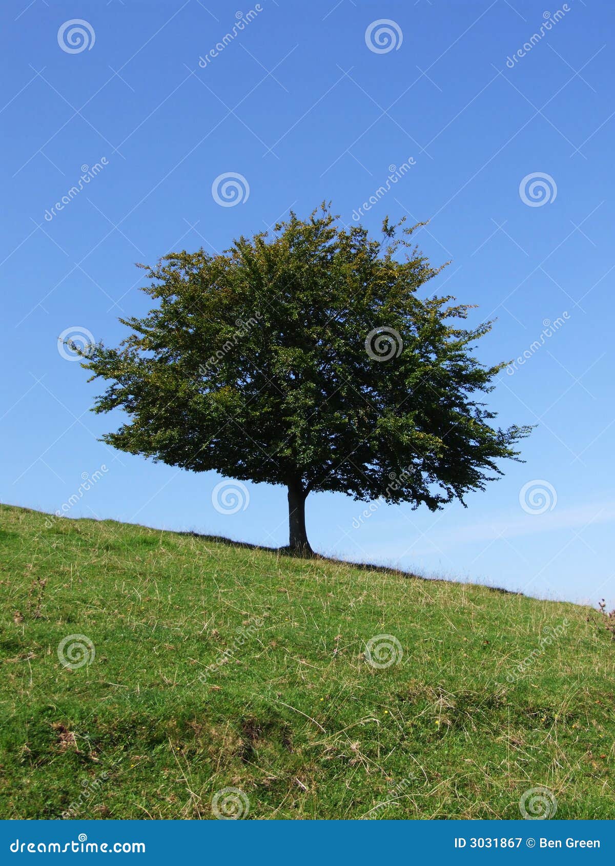 The tree on the slant stock image. Image of field, struggle - 3031867