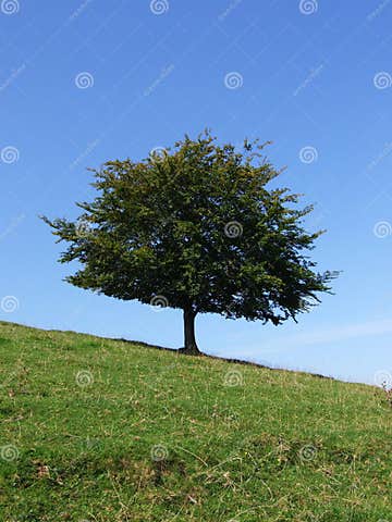 The tree on the slant stock image. Image of field, struggle - 3031867