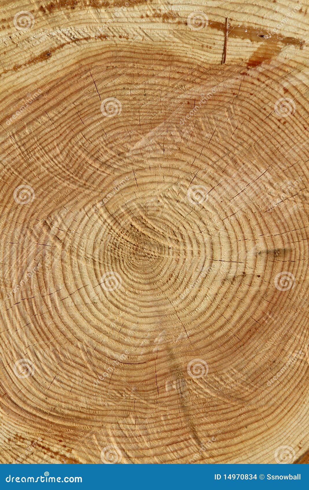 Tree slice stock photo. Image of tree, epoch, wood, time - 14970834