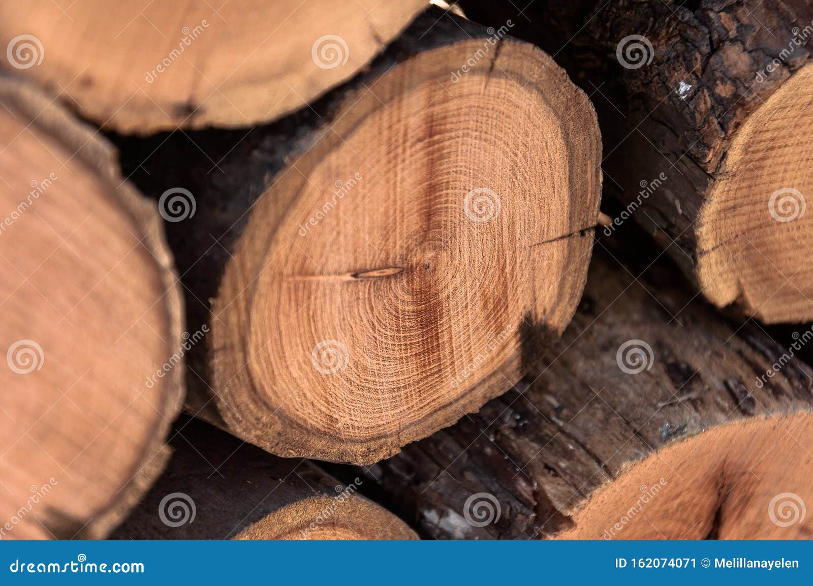 Tree Slice with Aging Marks Brown Colors. Stock Image - Image of blurry ...