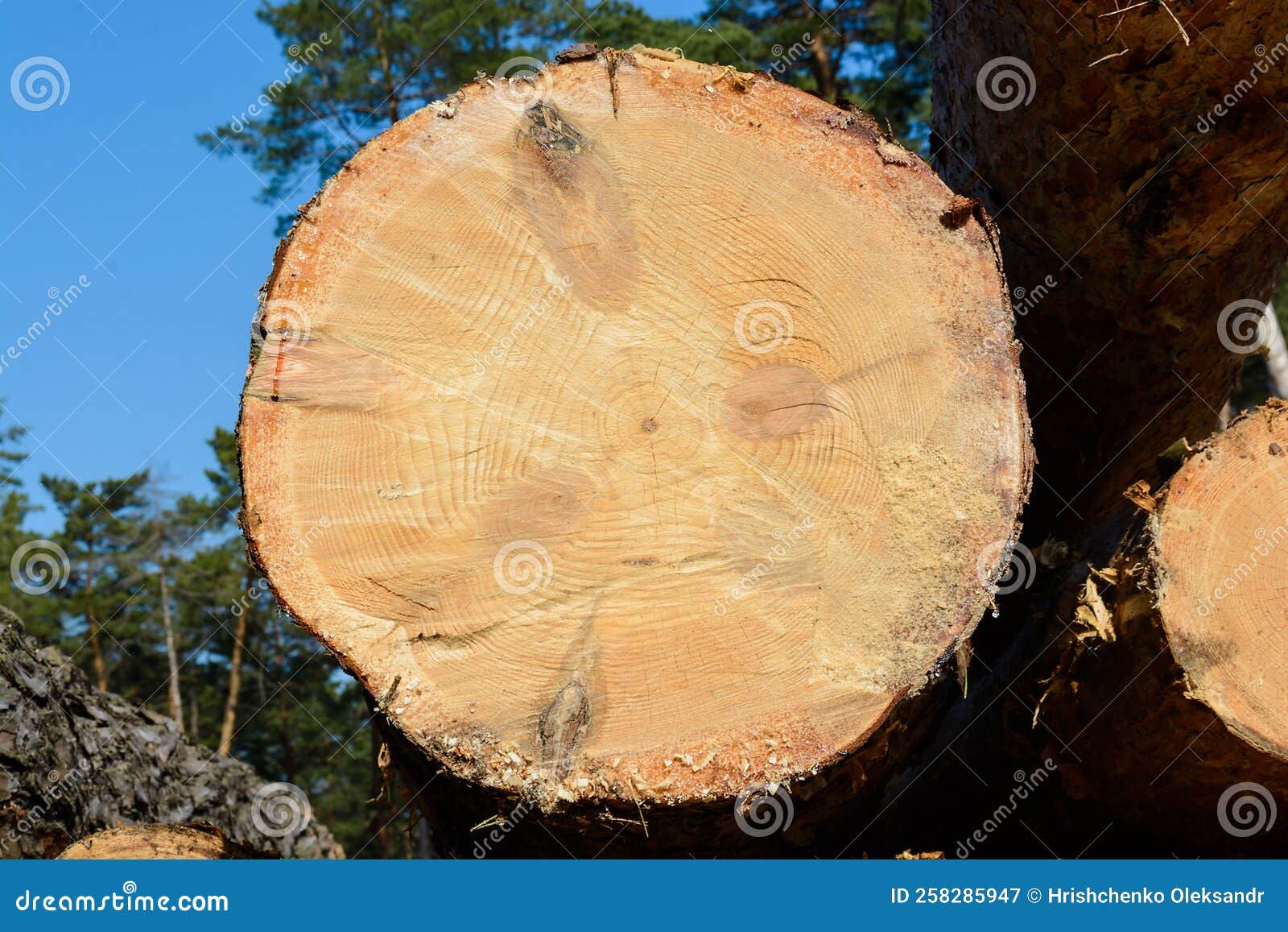 Tree Slice.Felled Trees, Front View Stock Image - Image of felled ...
