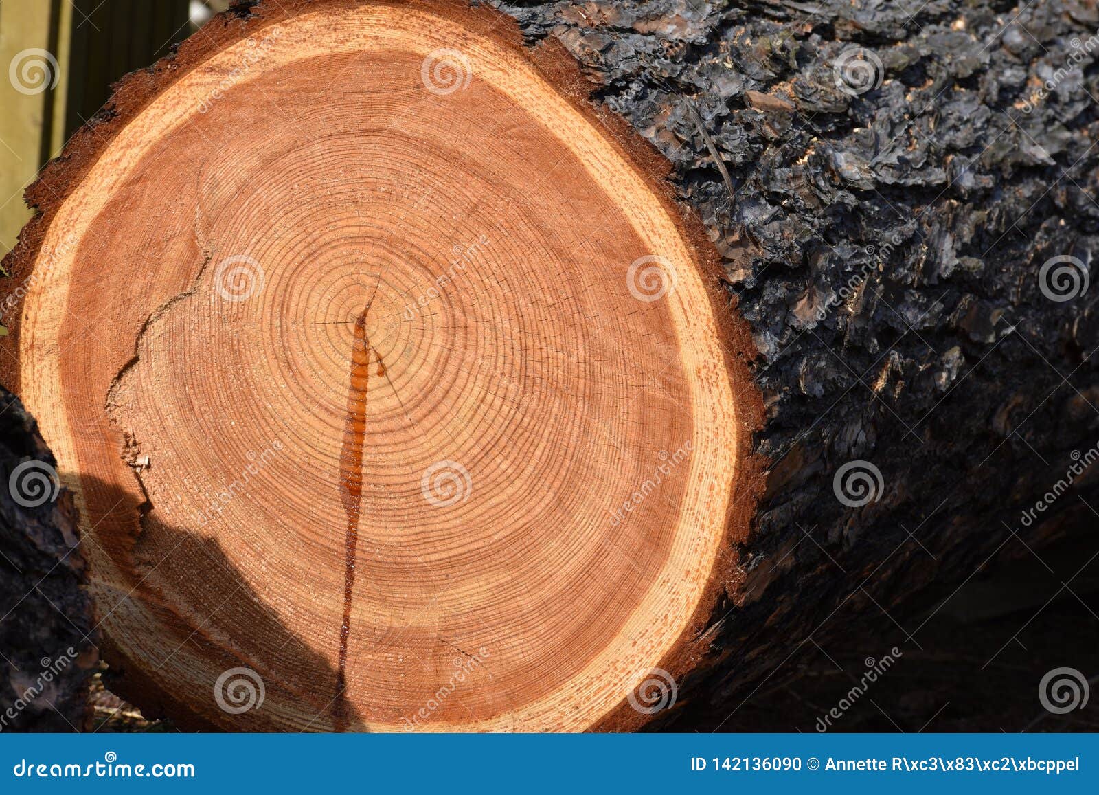 Tree Slice with Tree Rings - Can Be Used As a Background Stock Photo ...