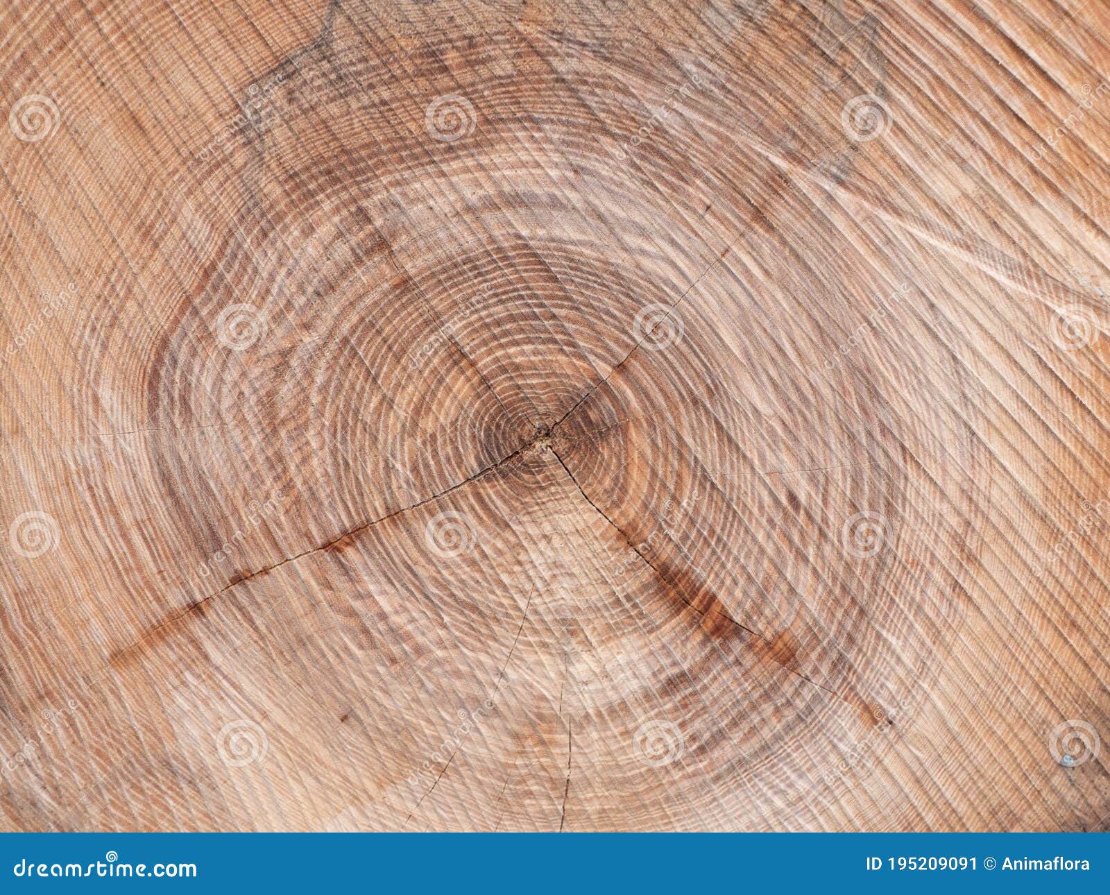 Tree Slice Texture Wood Background Stock Image - Image of grain, slice ...