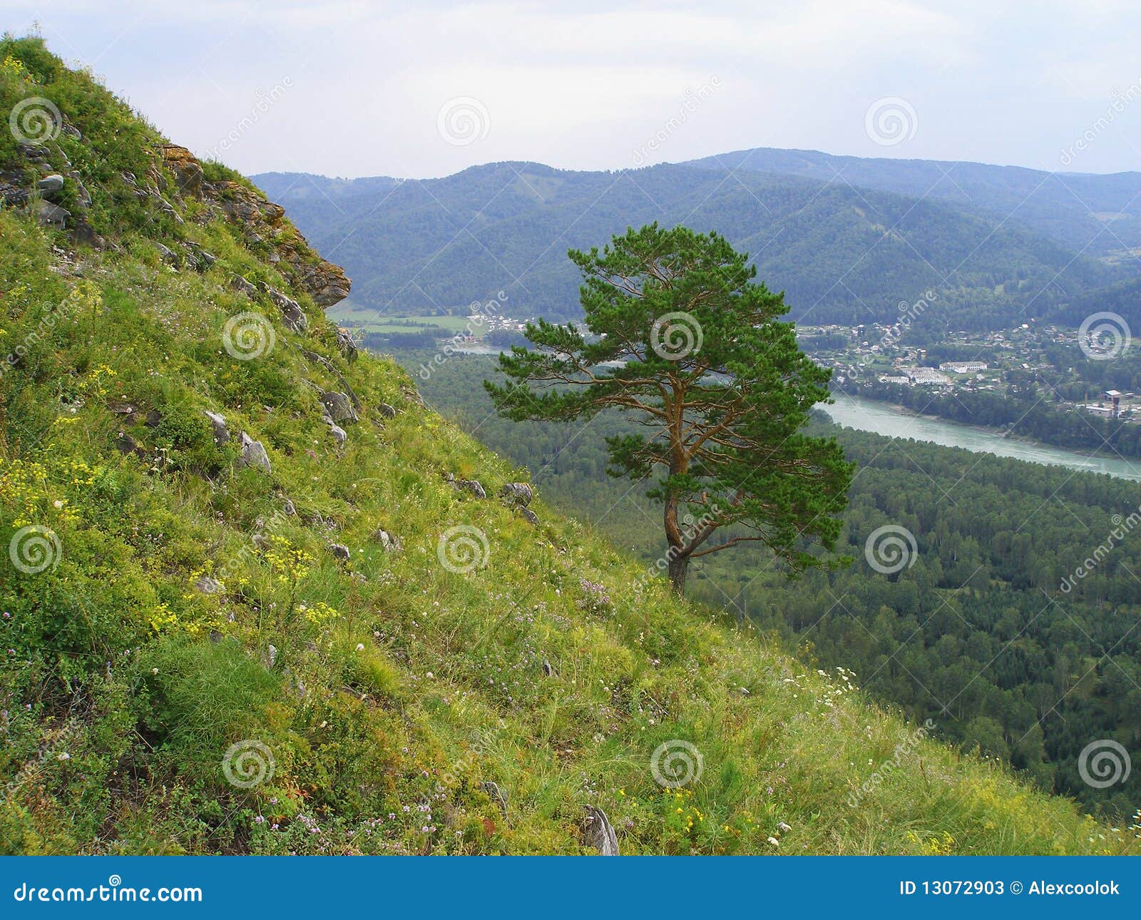 A tree on a slope stock image. Image of branch, background - 13072903