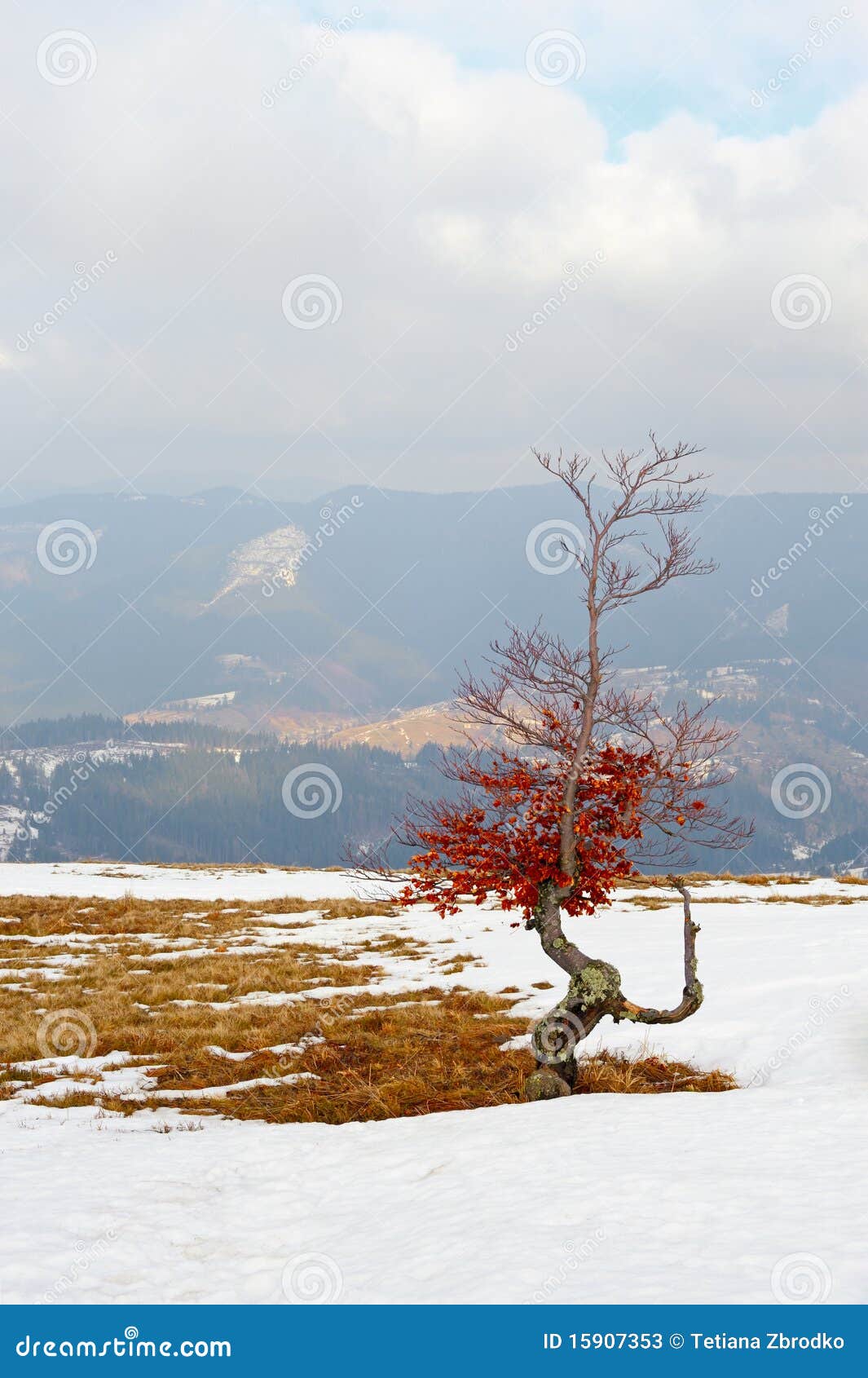 Tree on slope stock image. Image of mount, winter, landscape - 15907353