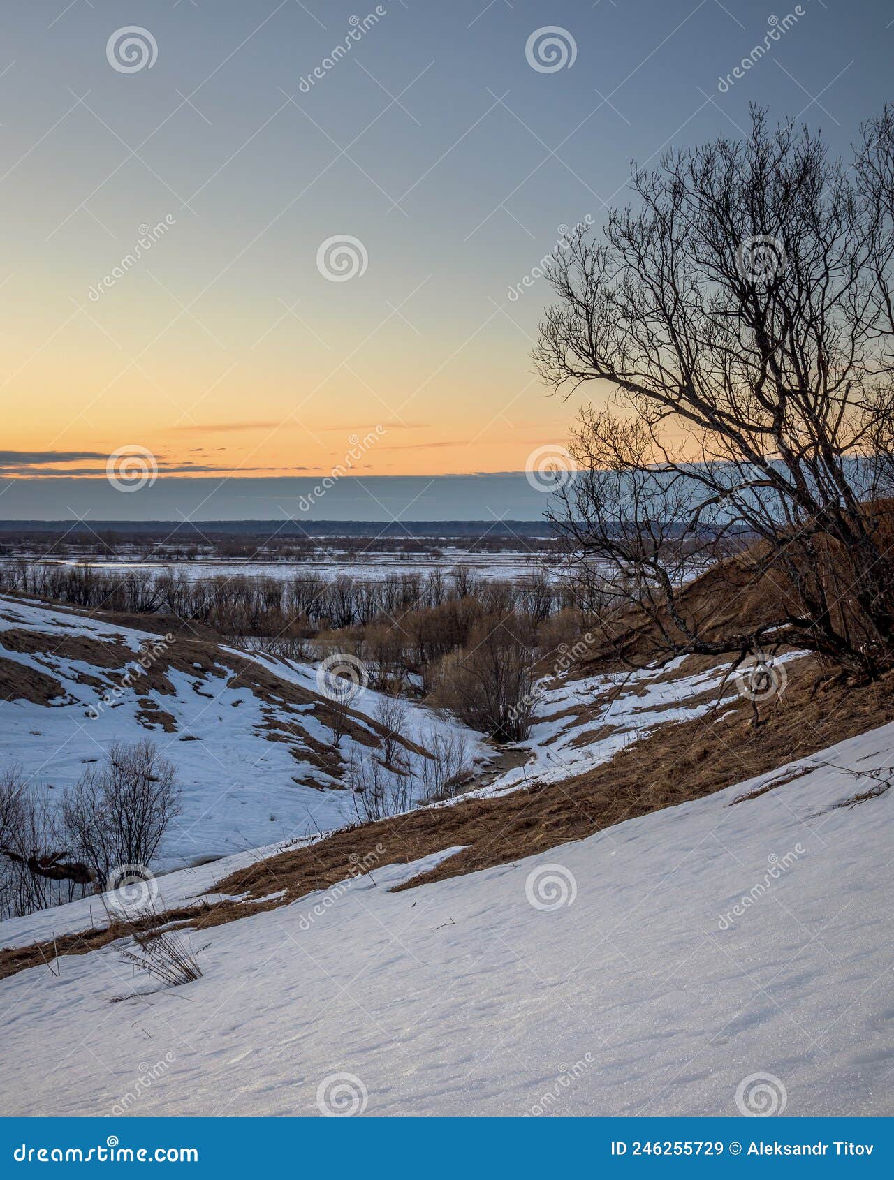 A Tree on the Slope of a Ravine with Dragging Snow at Sunset Stock ...
