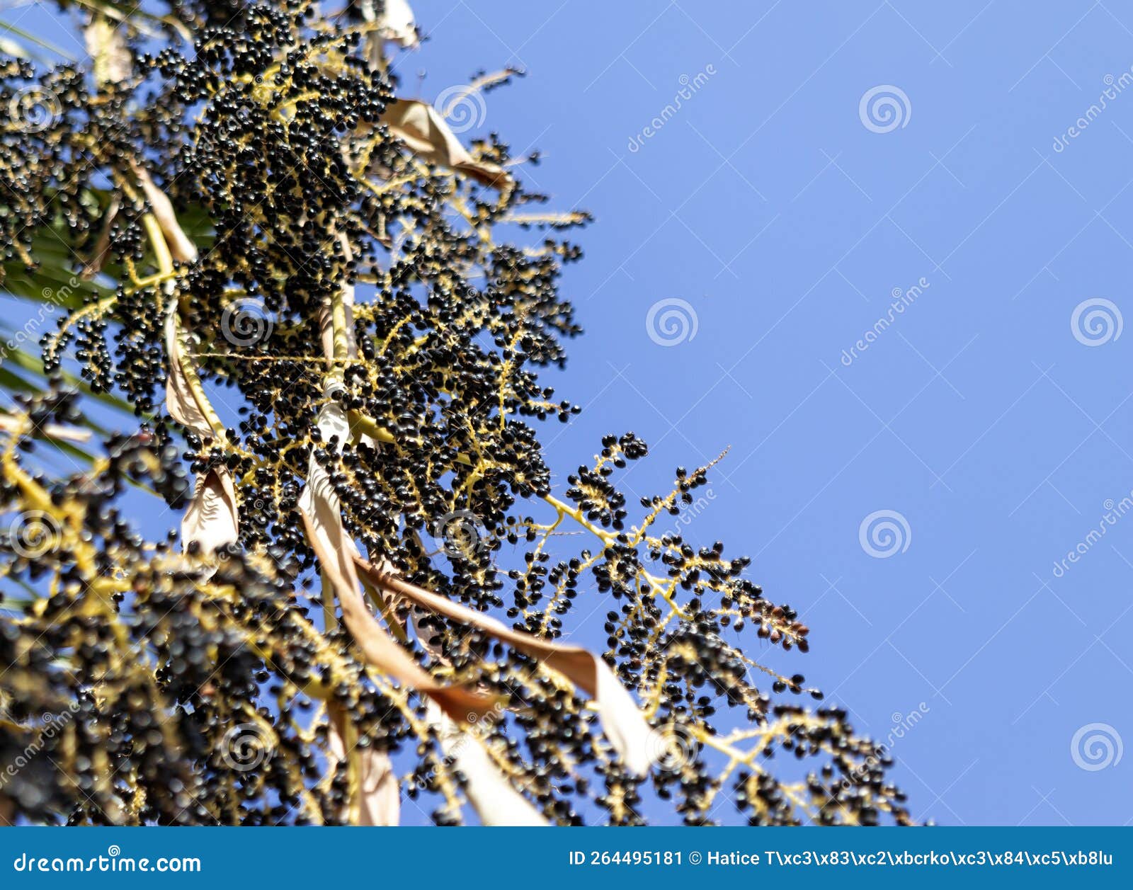 Tree with Small Black Berries, Goji Berry Stock Image - Image of ...