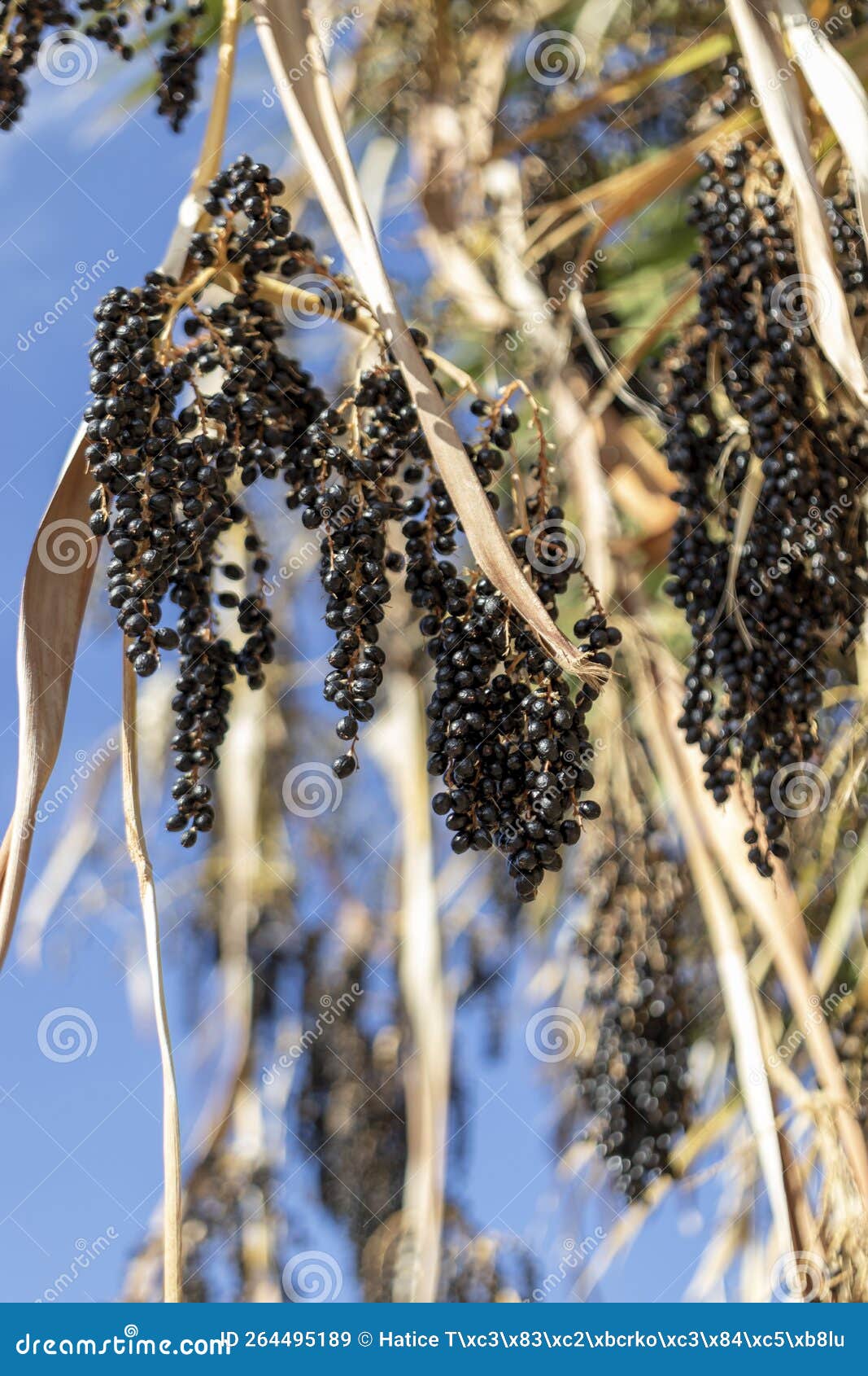 Tree with Small Black Berries, Goji Berry Stock Image - Image of ...