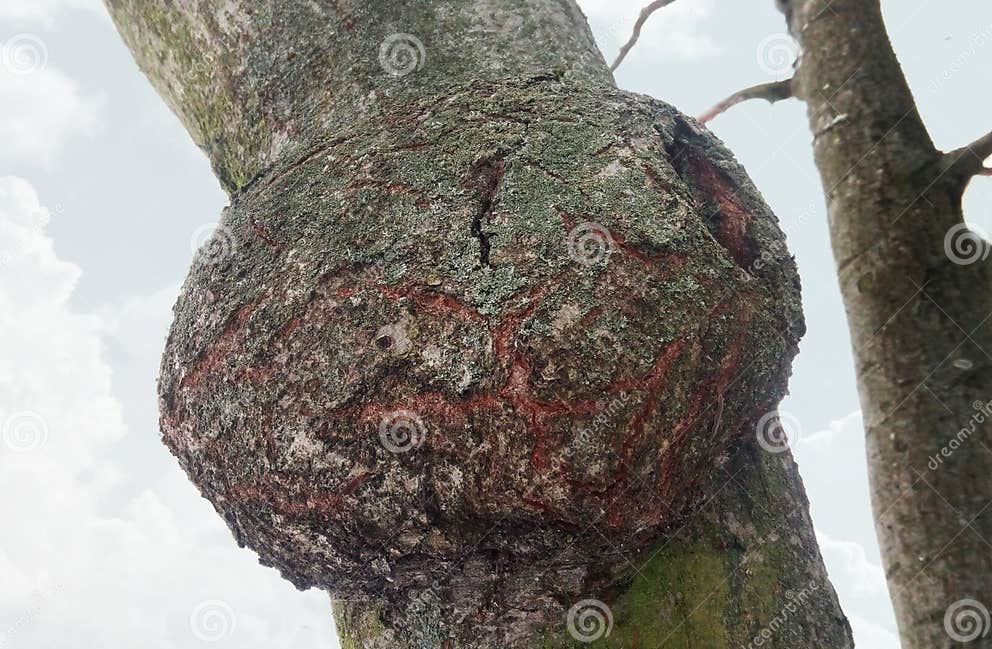 A tree with a small burr stock photo. Image of burr - 239027164
