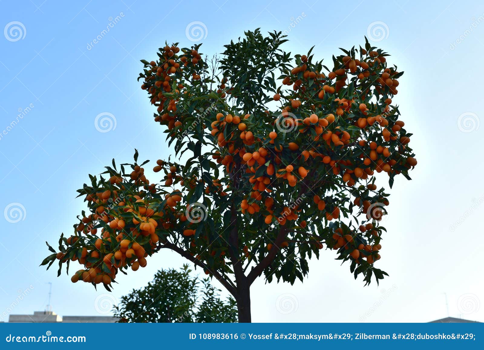 Small Orange Tangerine or Mandarin Oranges Stock Photo - Image of fruit ...
