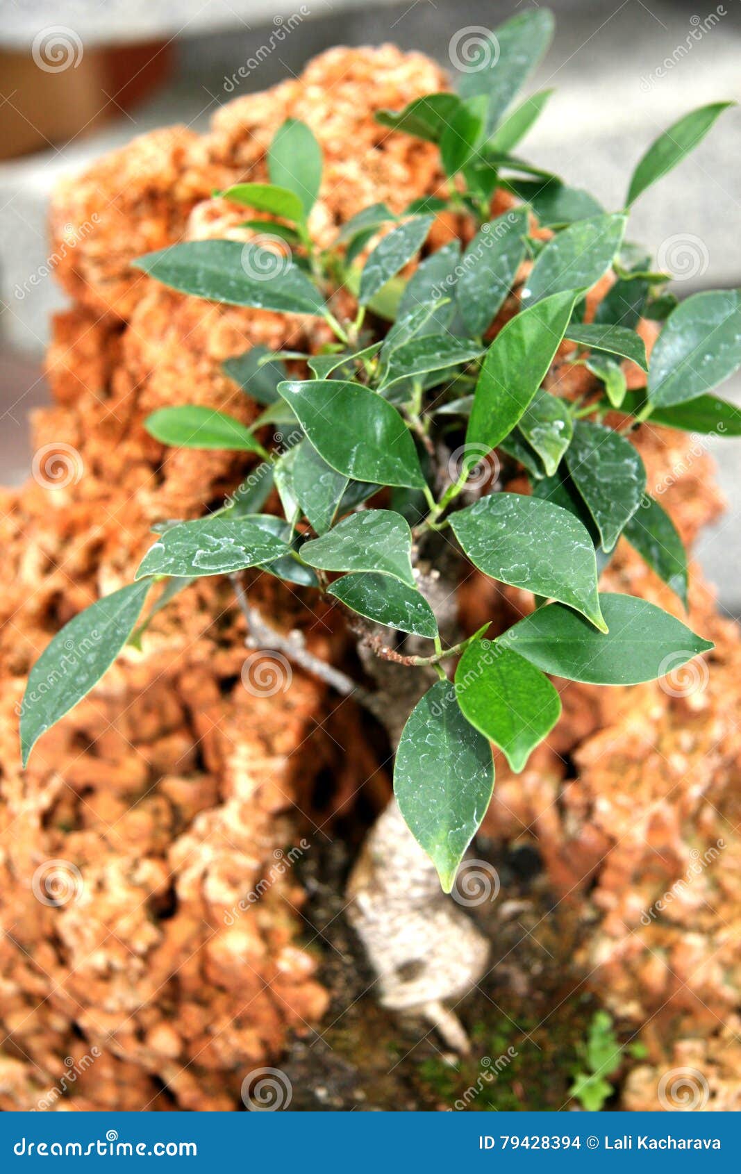 Tree stock photo. Image of ficus, trunk, branch, brown - 79428394