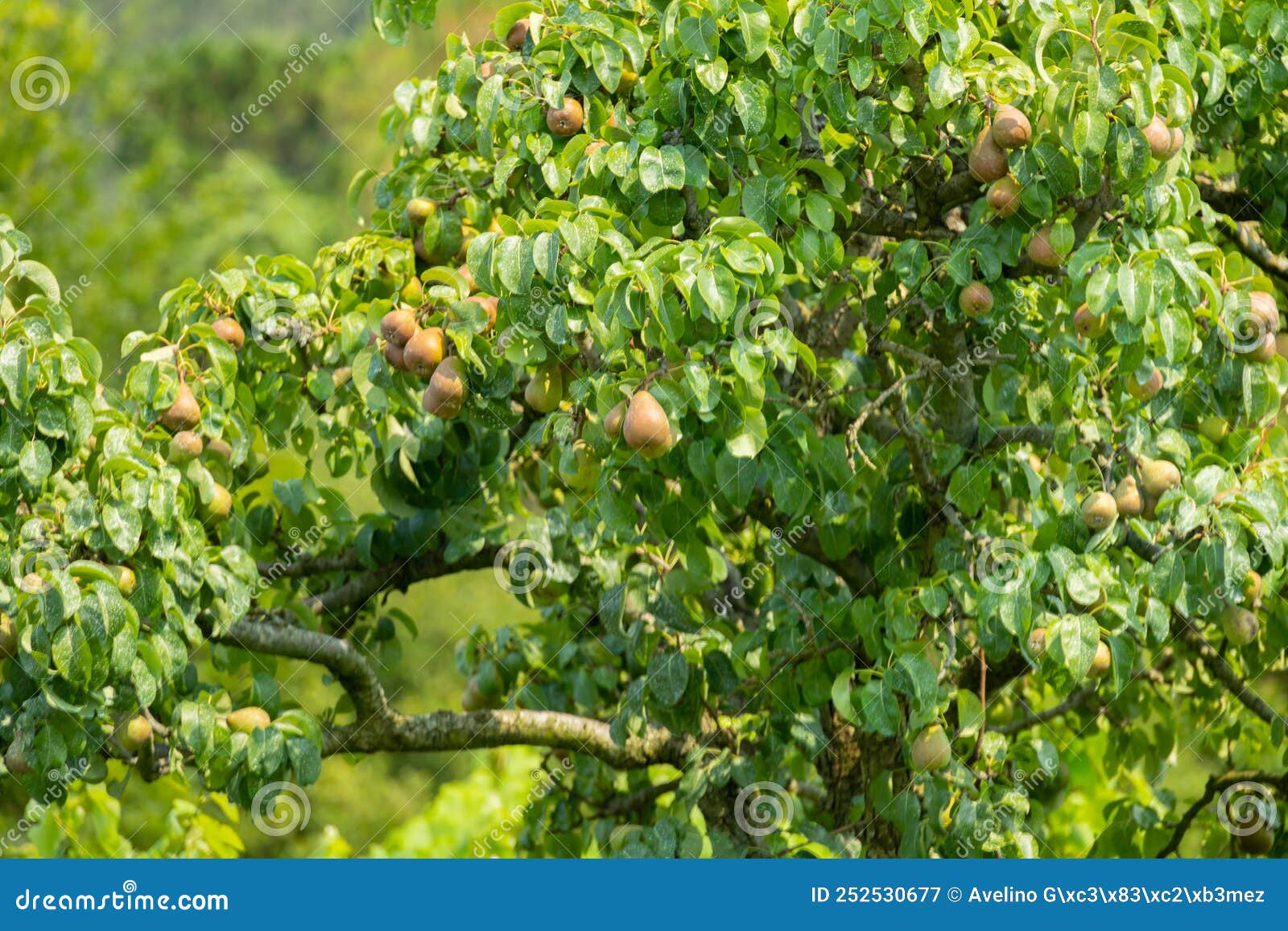 Tree with Small Pears Growing on the Tree As Fresh Fruit Stock Image ...