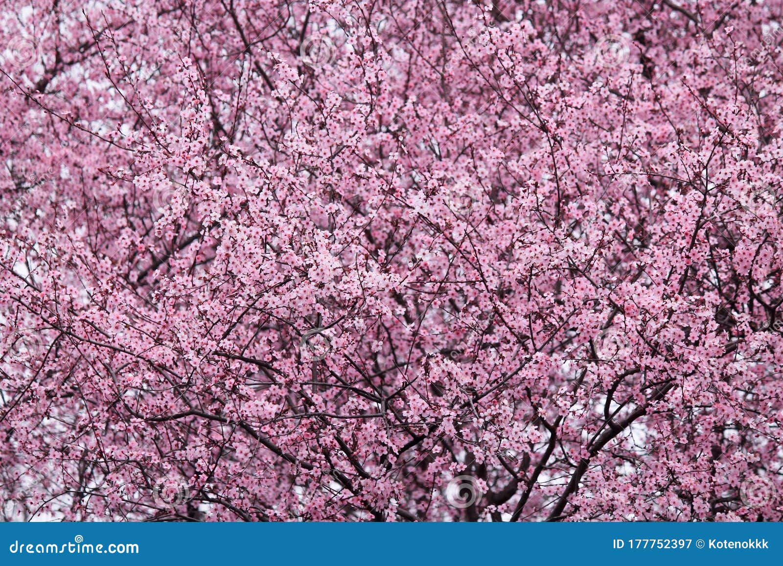 Blooming Tree with Small Pink Flowers Japanese Cherry Stock Image ...