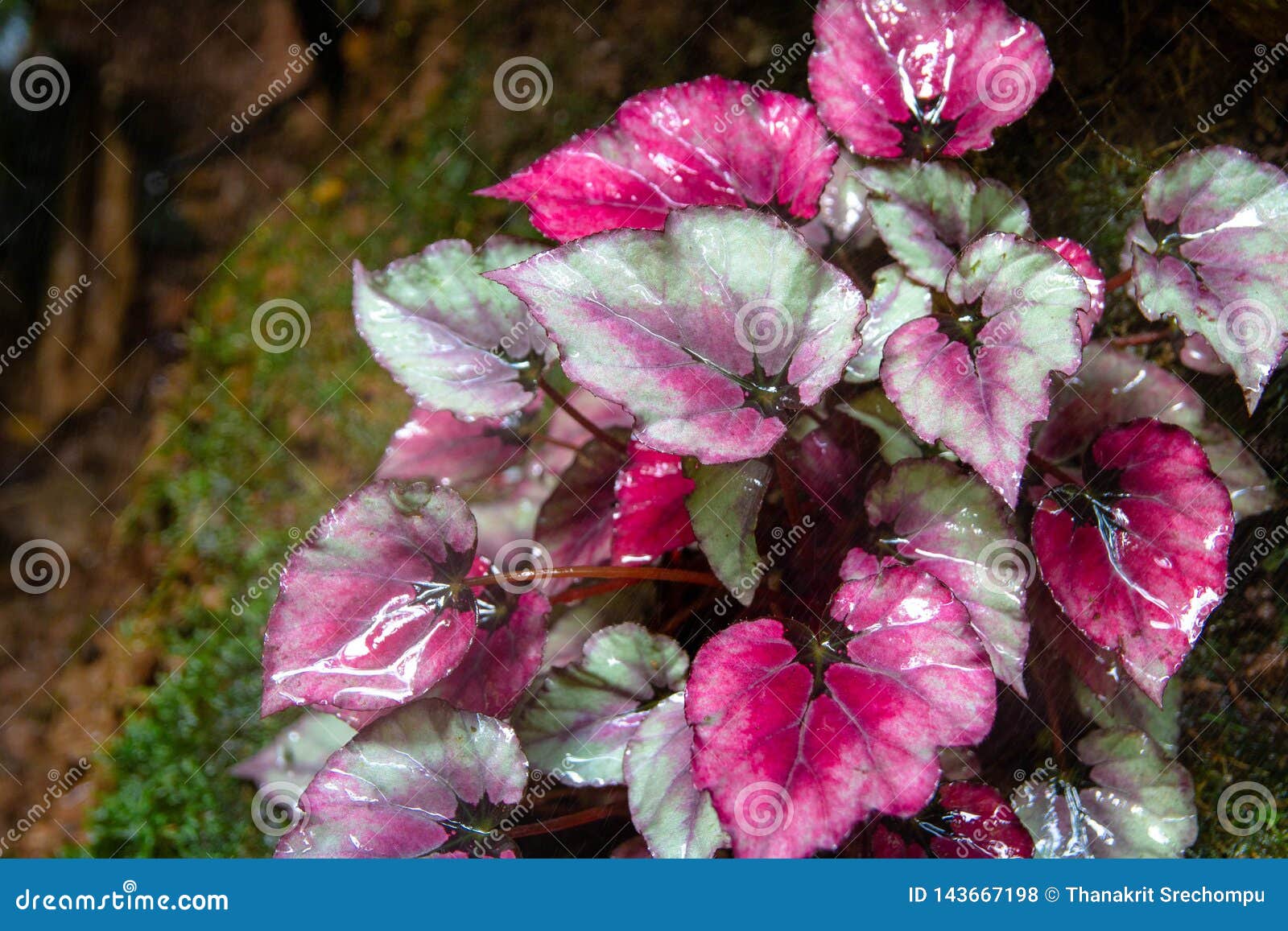 A Tree with Small Red Leaves in the Garden Stock Photo - Image of ...