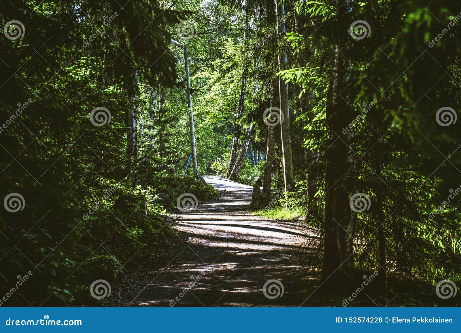 Tree with Small Walk Path in the Forest Stock Photo - Image of tree ...