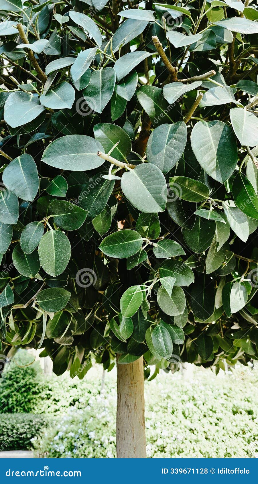 A Tree with Small White Flies on Its Leaves Stock Photo - Image of ...