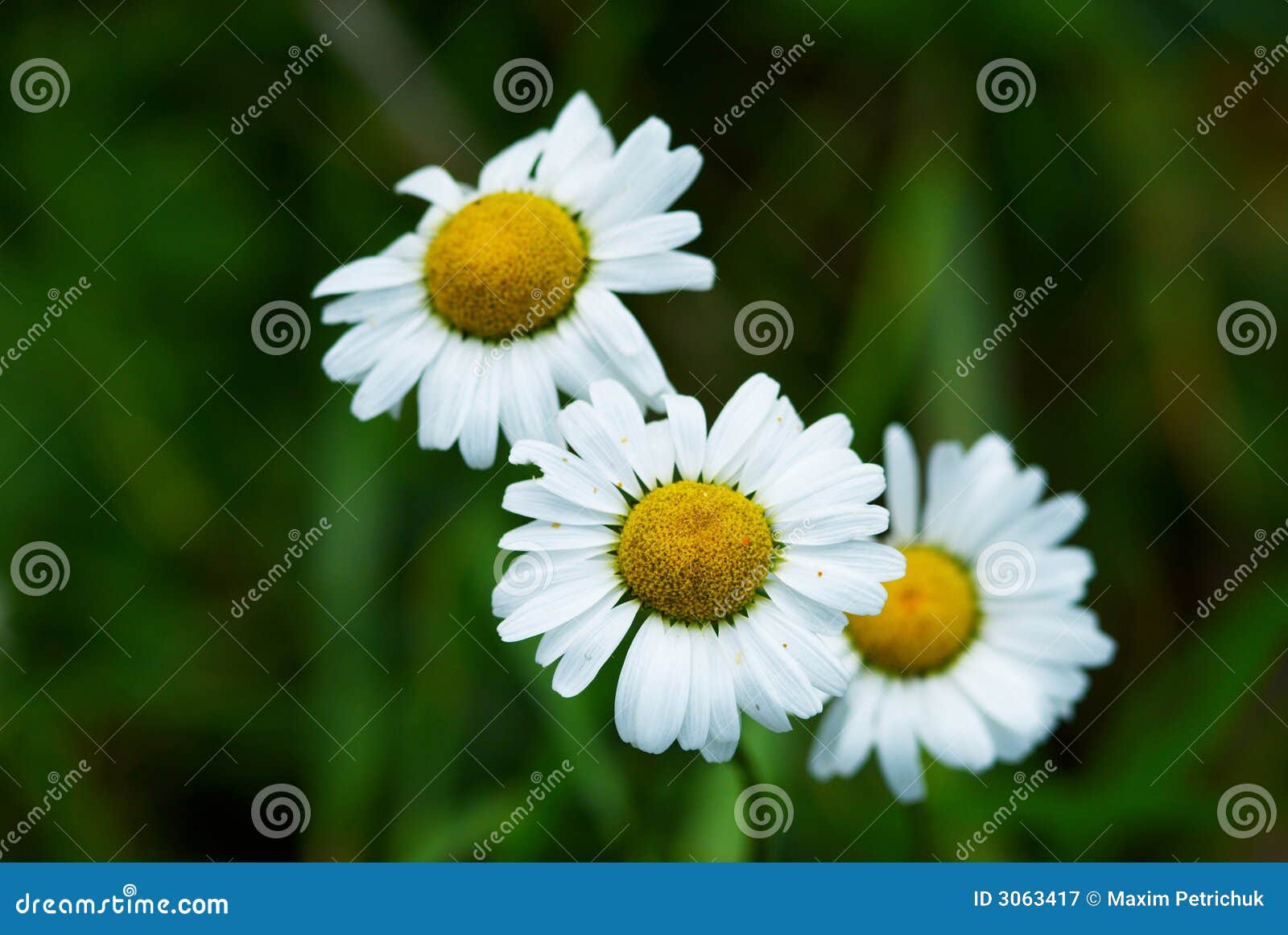 Tree small wild flower stock image. Image of crown, grass - 3063417