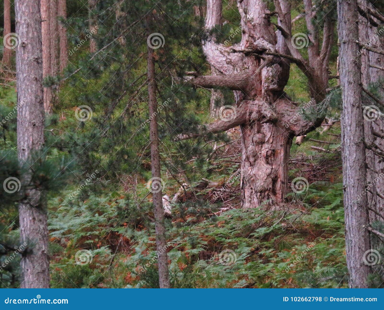 A Tree Smiles at the Forest Editorial Stock Photo - Image of living ...